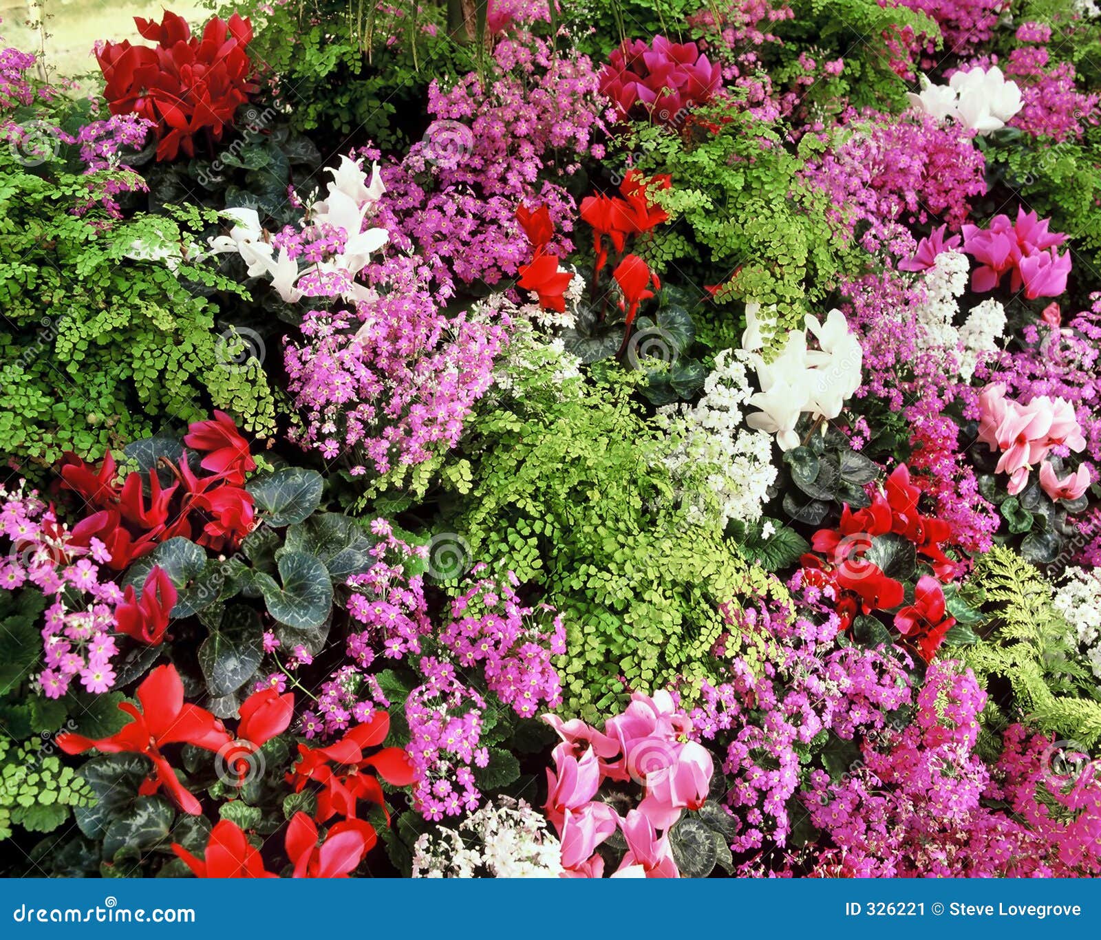 Flower Display stock image. Image of green, flower, pink - 326221