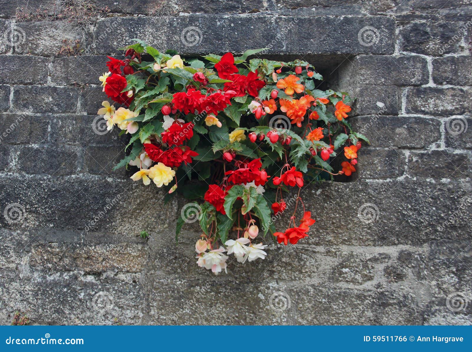Flower Display on a Stone Wall Stock Photo - Image of beauty, floral ...