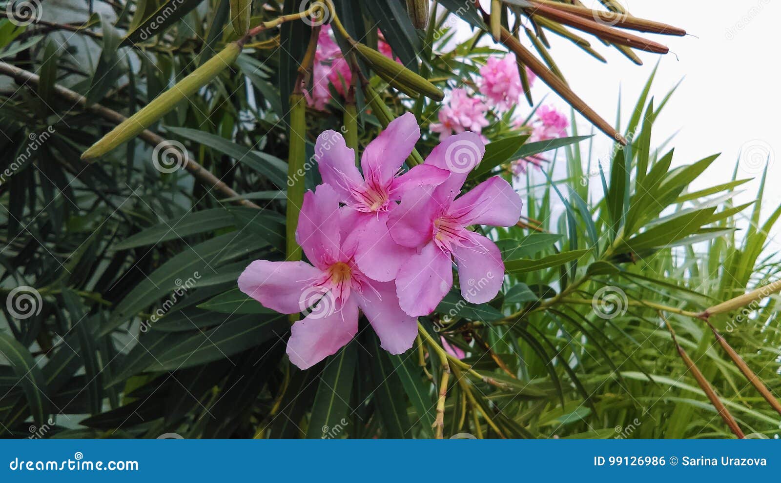 Flower stock photo. Image of dominican, natural, tropical - 99126986