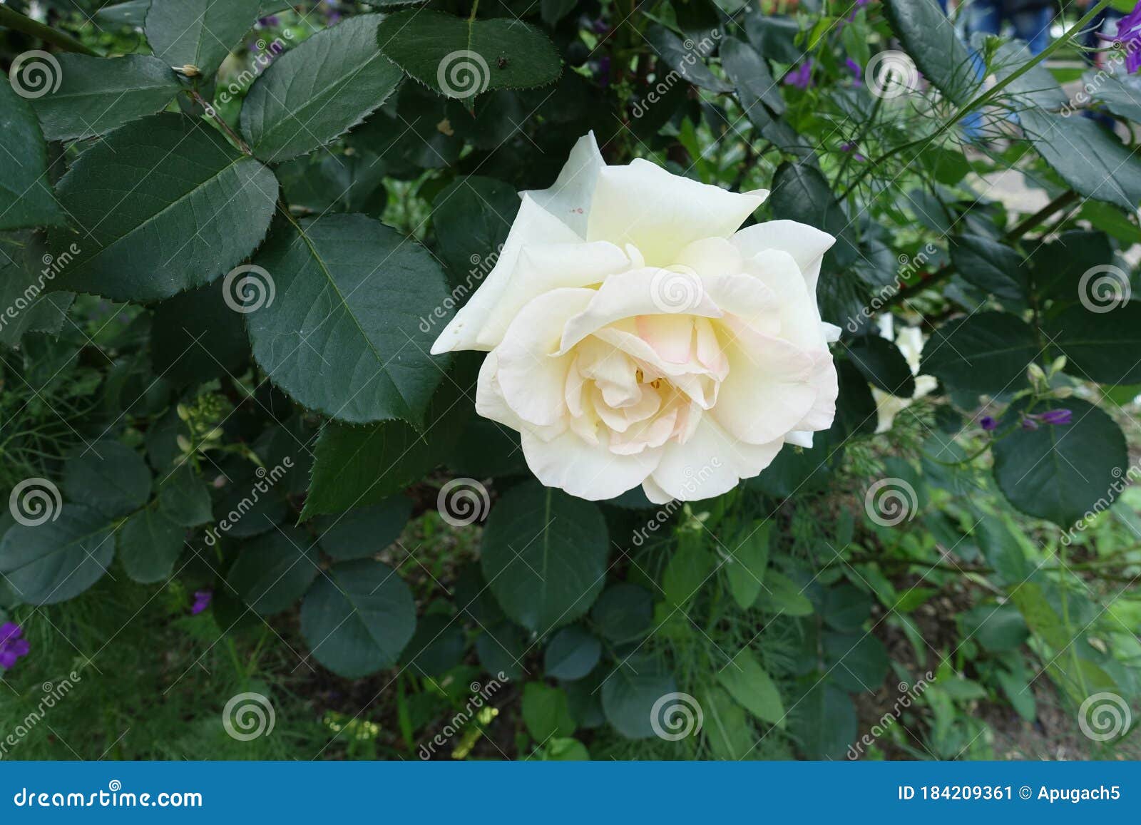 Flower of Double White Rose in Spring Stock Image - Image of prickle ...