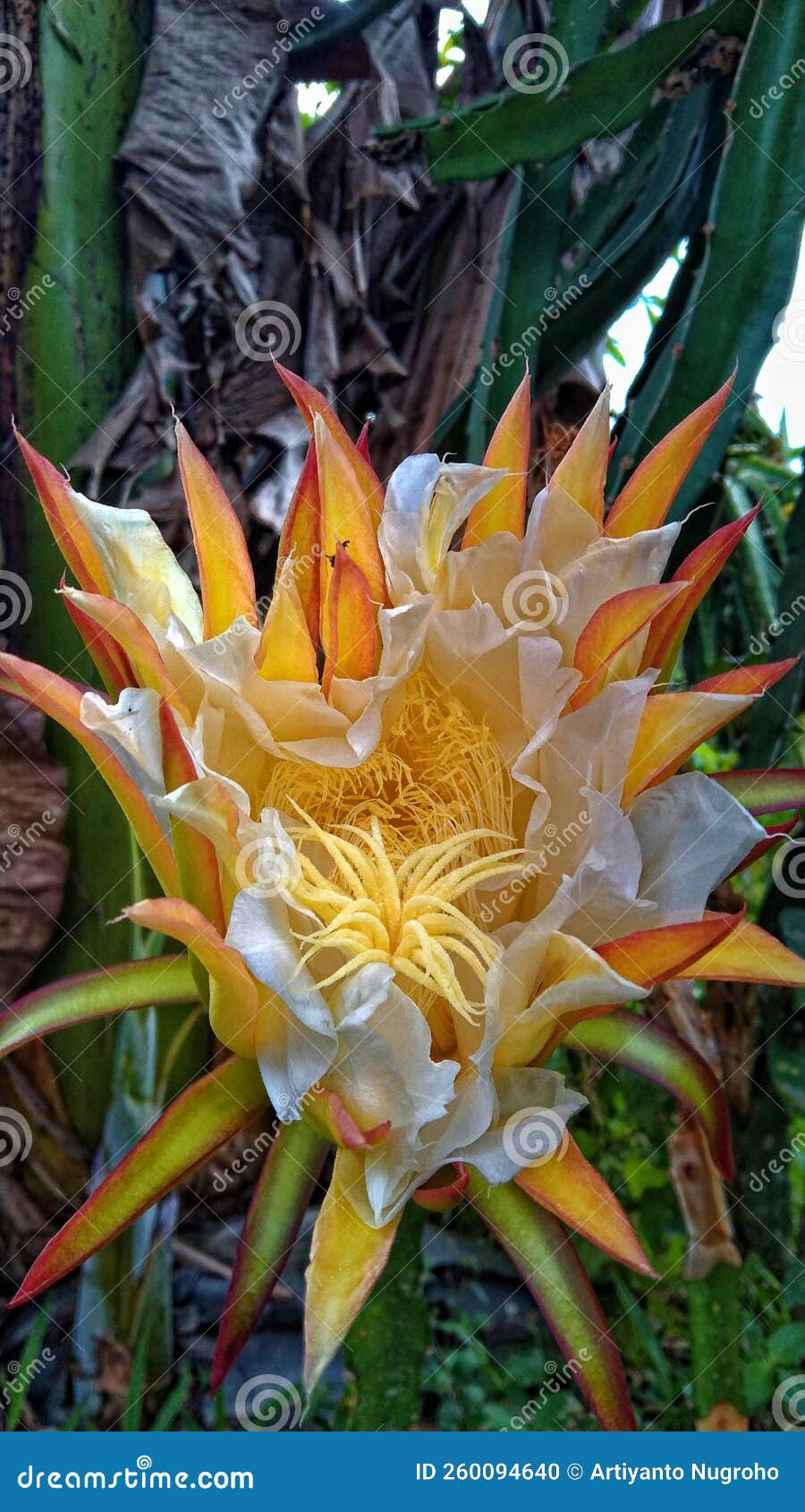 Flower Dragon Fruit stock photo. Image of plant, tree - 260094640