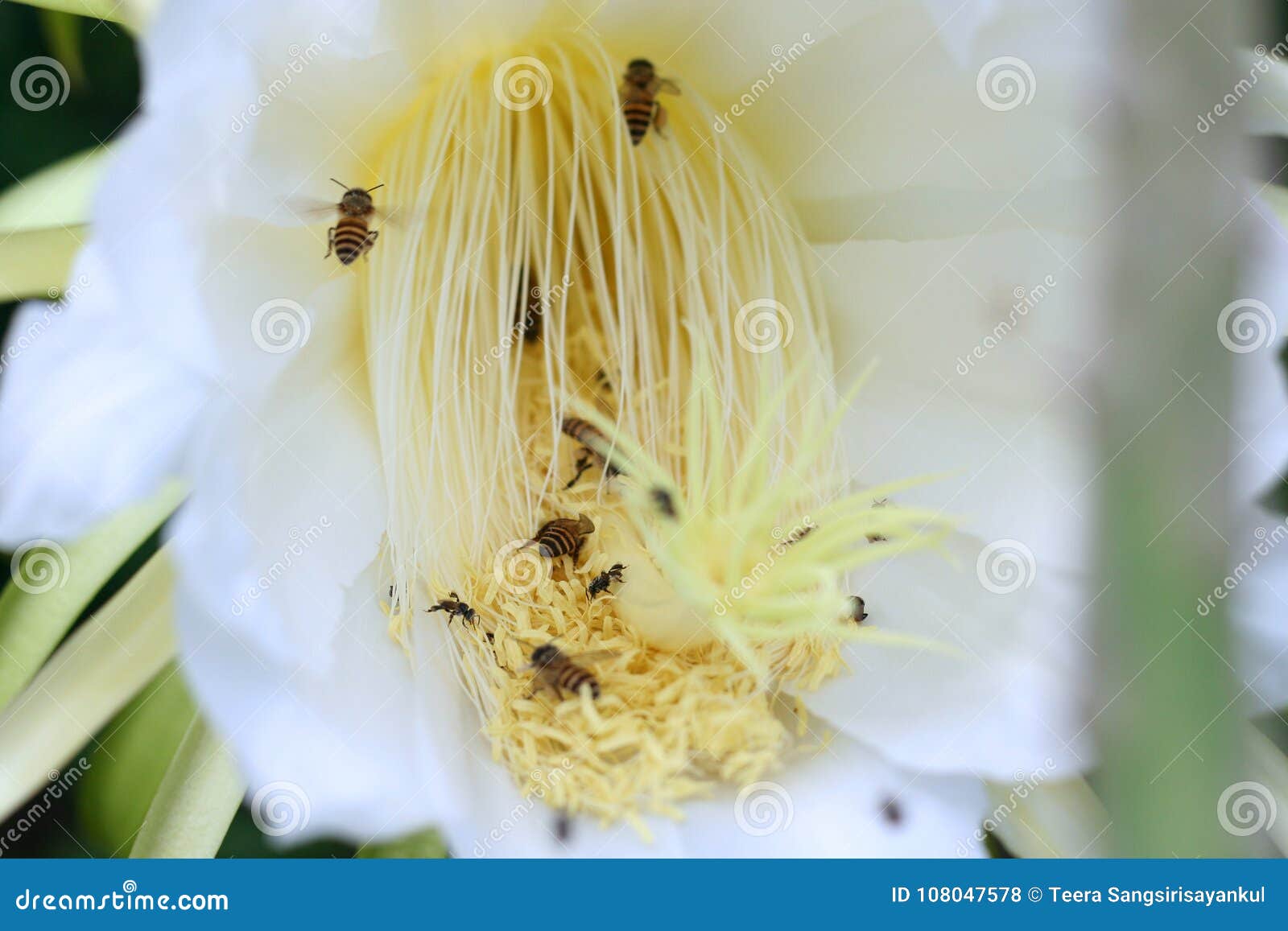 The Flower of the Dragon Fruit and Insect. Stock Photo - Image of ...