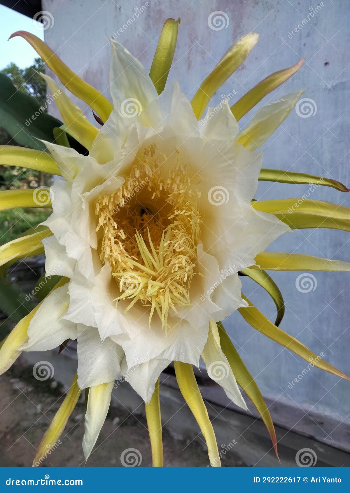 Flower dragon fruit stock image. Image of today, dragon - 292222617