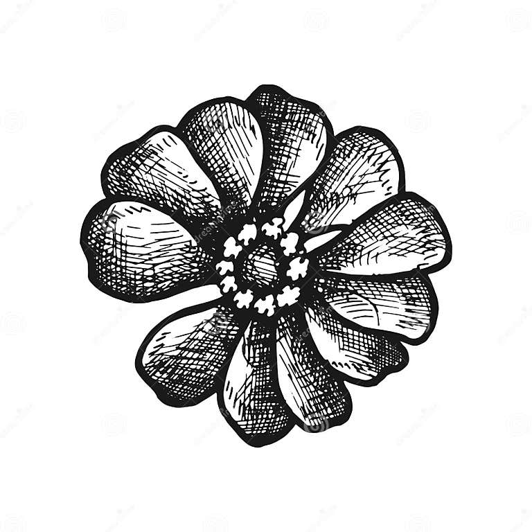 Flower Drawing Icon. Object is Isolated Stock Vector - Illustration of ...