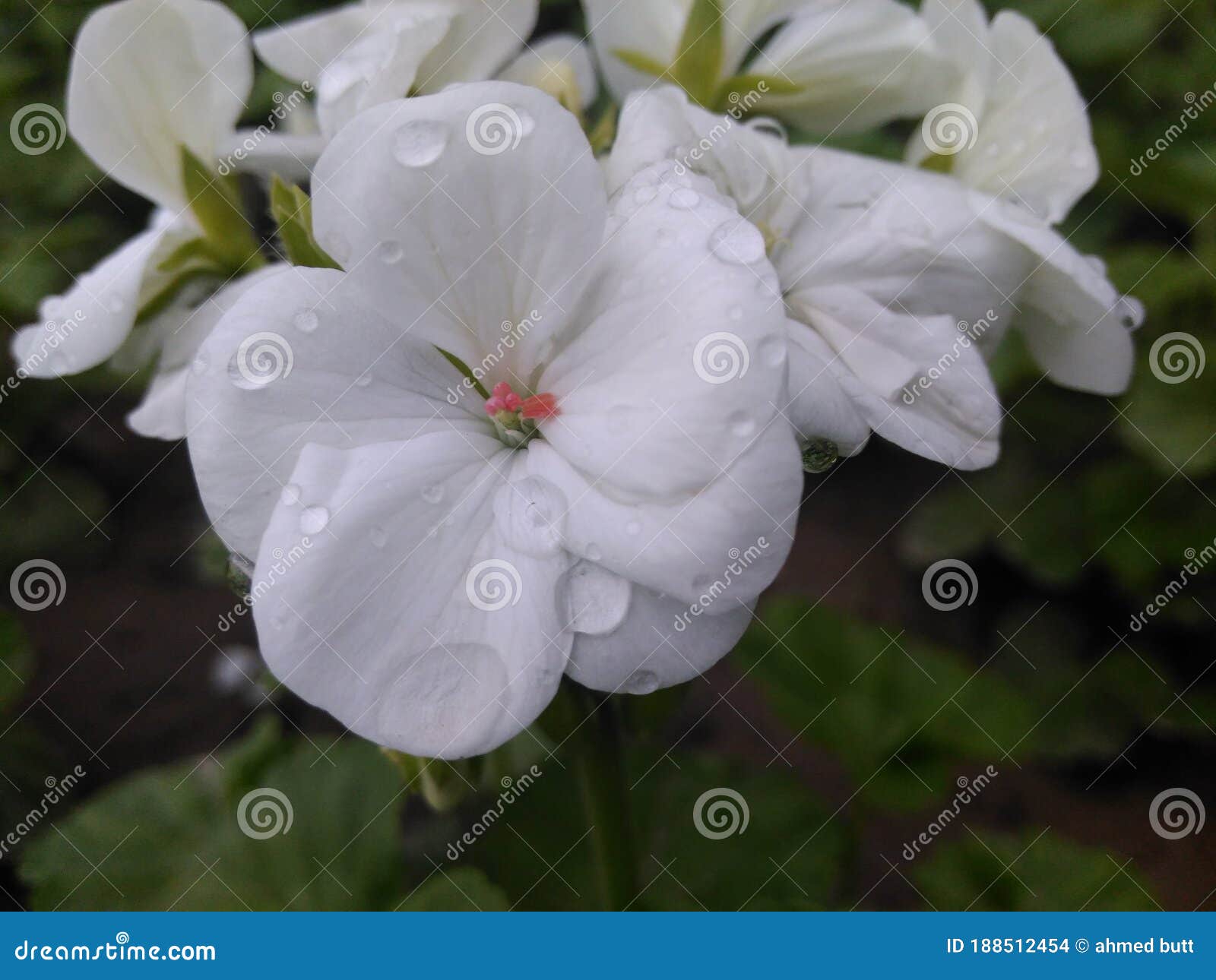 Flower with drop stock photo. Image of petal, nature - 188512454