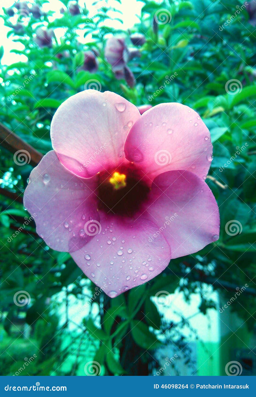 Flower stock photo. Image of green, drop, flower, plant - 46098264