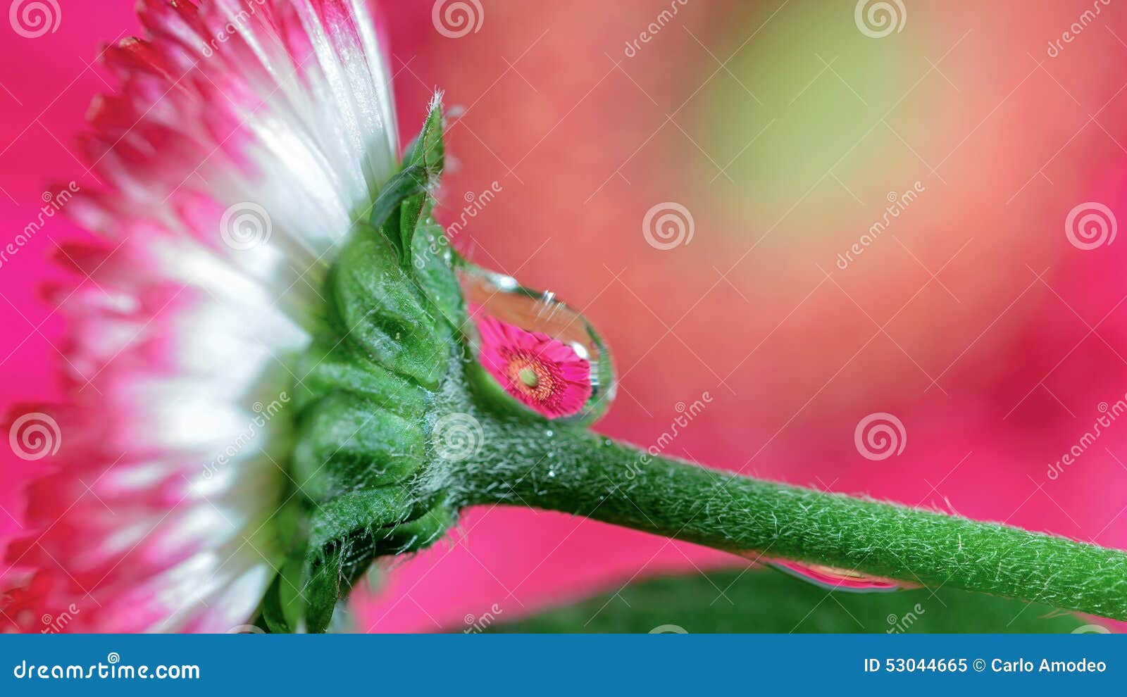 Flower drop stock image. Image of mirror, reflection - 53044665