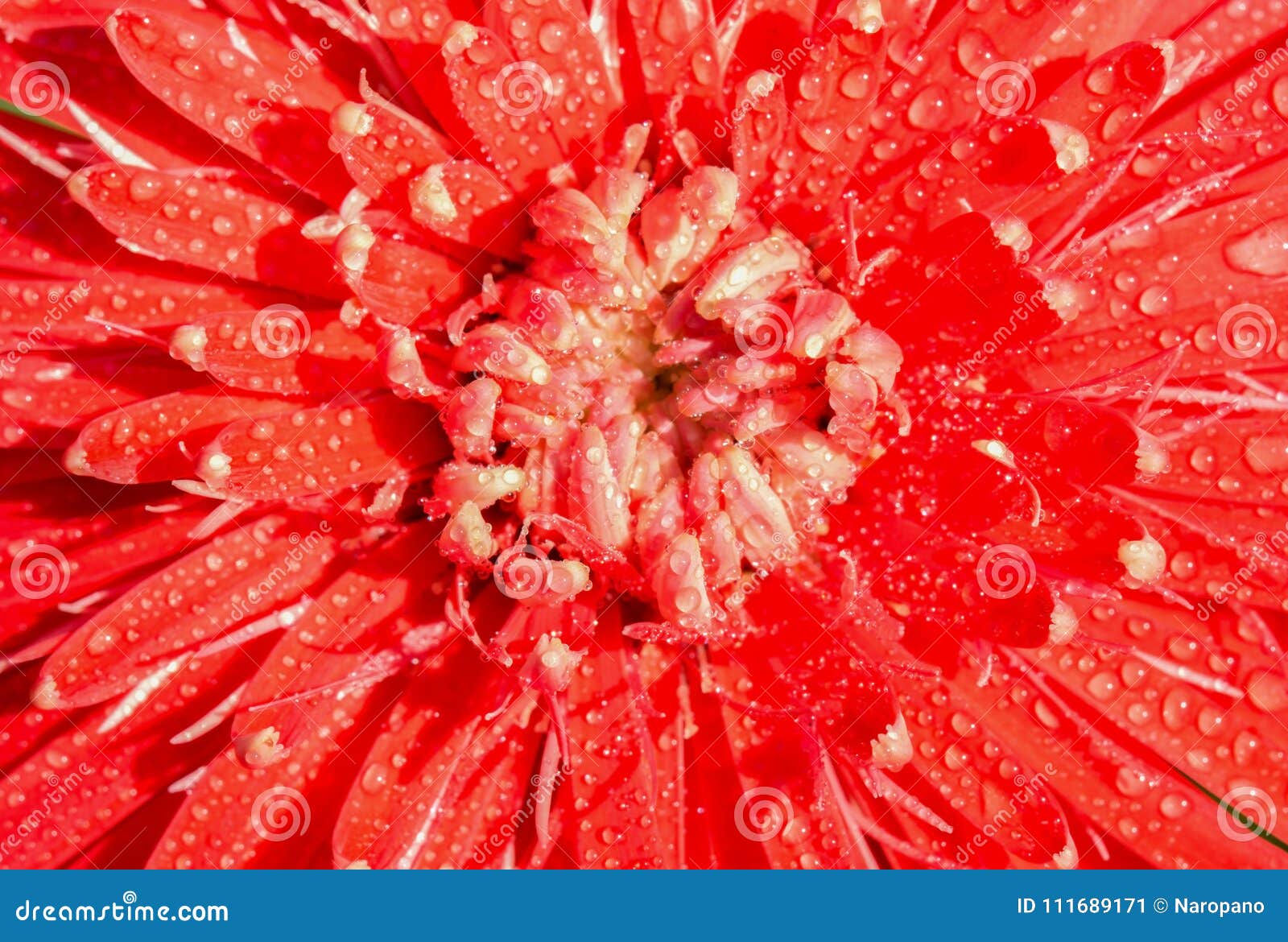 Flower with drop stock image. Image of bloom, botany - 111689171