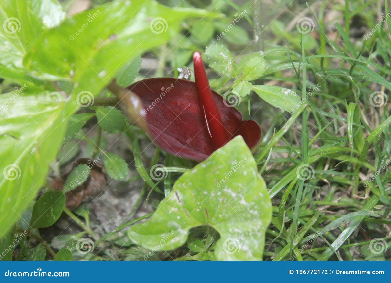 Flower drop green stock photo. Image of herb, leaf, tree - 186772172