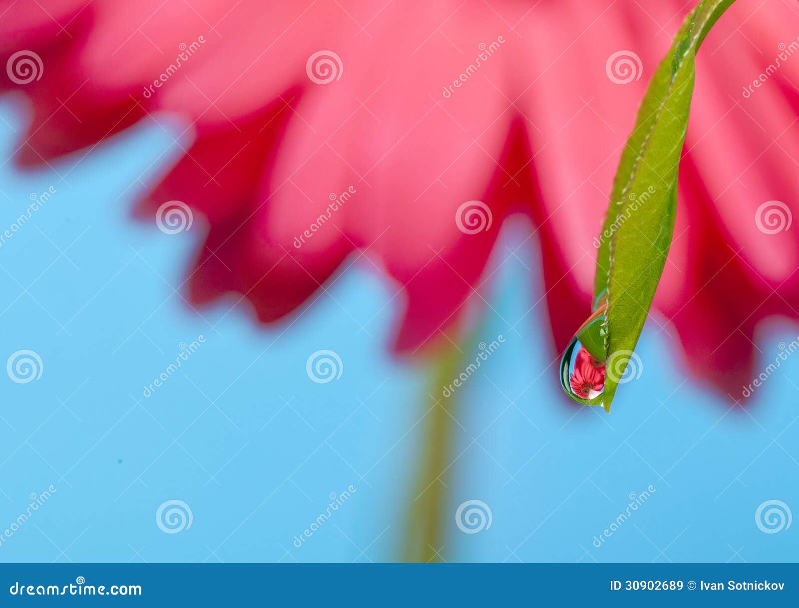 Flower in the drop stock image. Image of water, autumn - 30902689