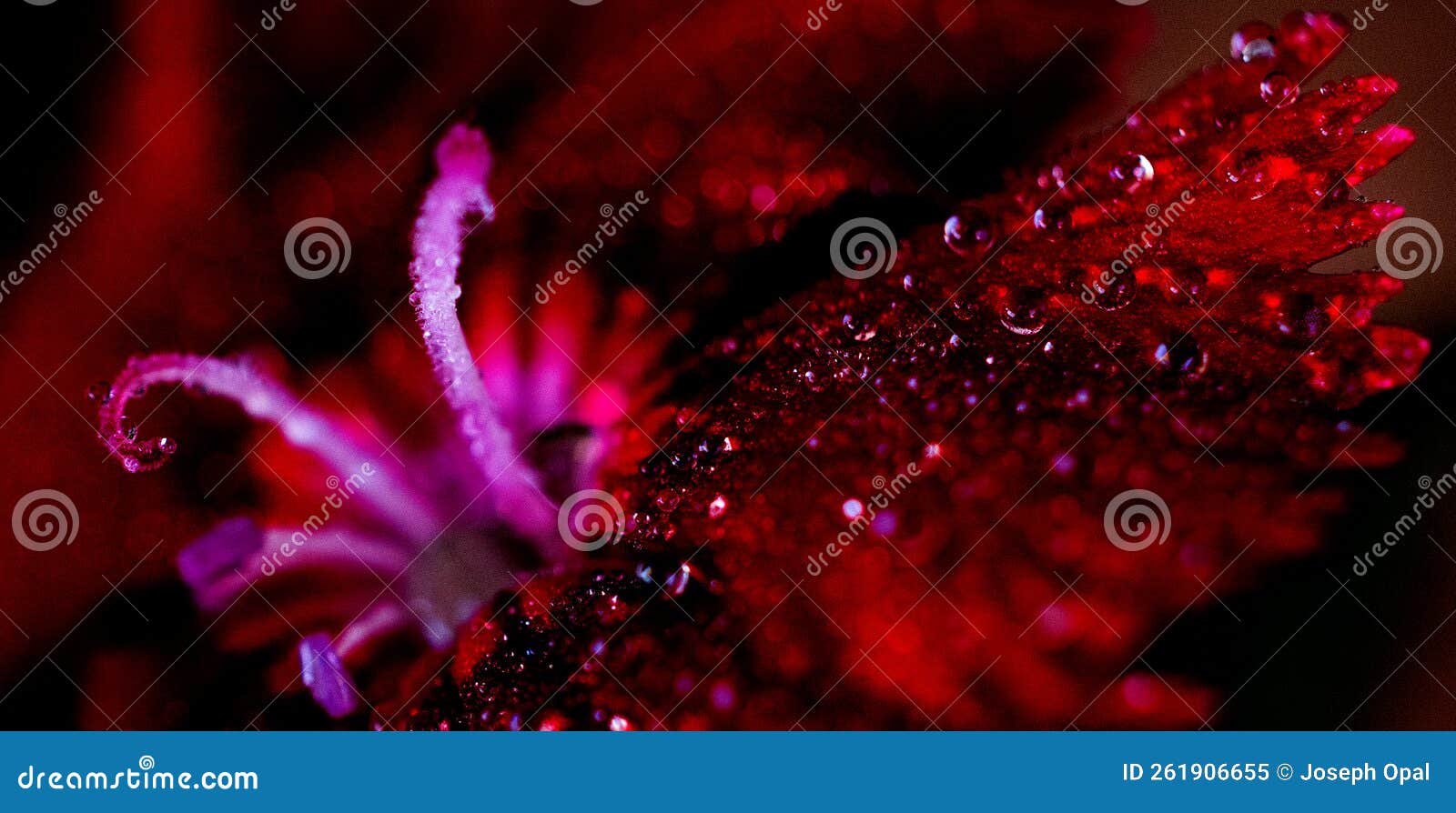 Flower Droplets stock image. Image of droplets, flower - 261906655