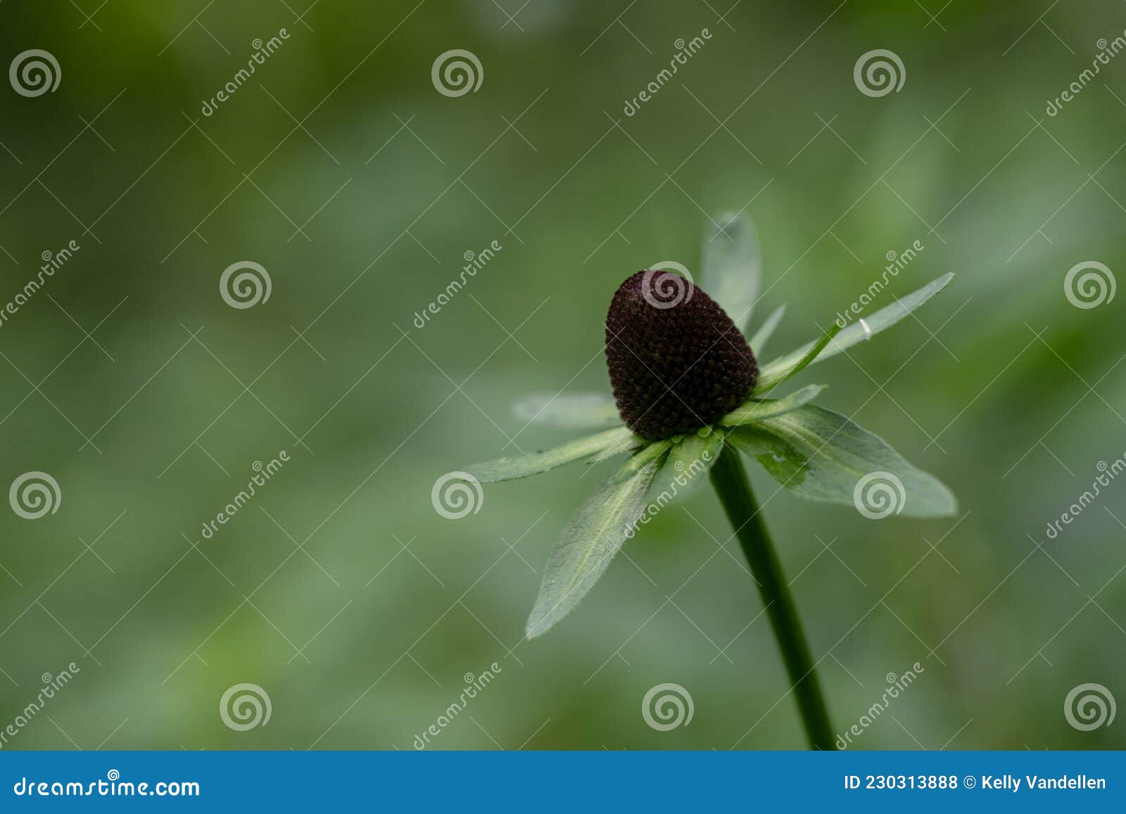 Flower with Dropped Petals stock photo. Image of stream - 230313888