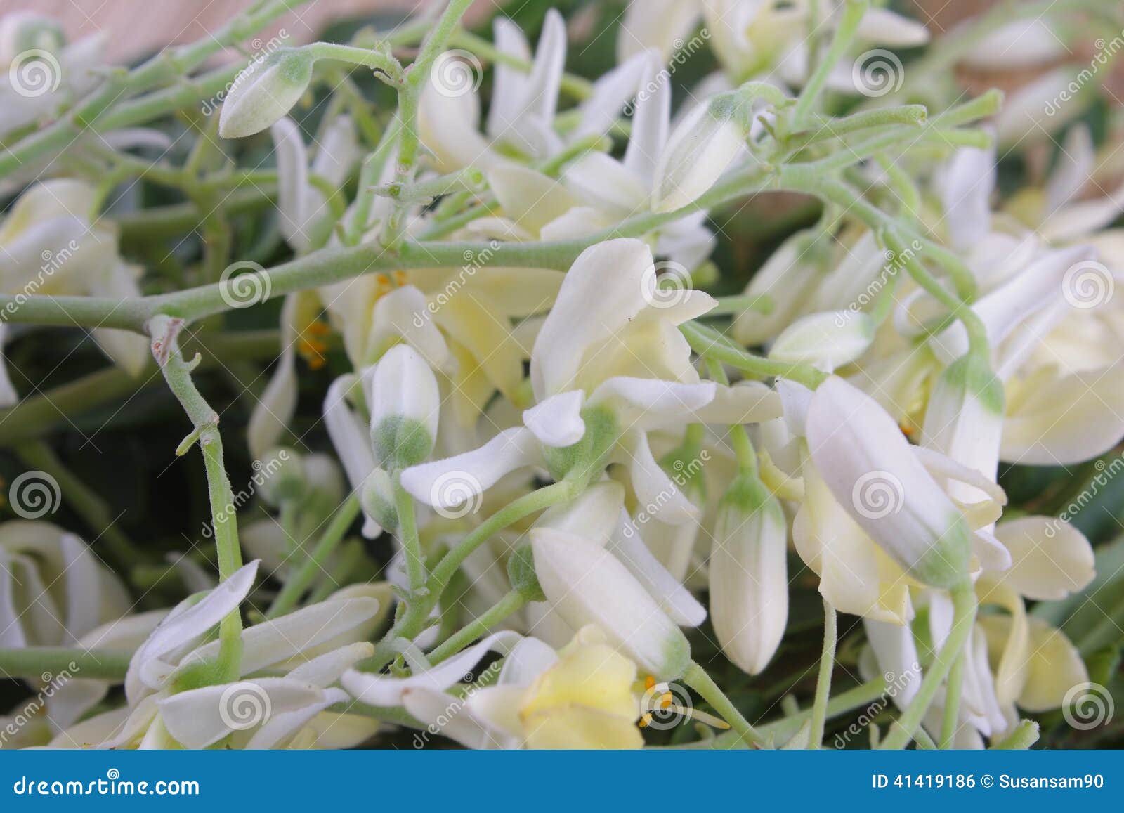 Flower Of Drumstick Vegetable Or Moringa Royalty-Free Stock Photo ...