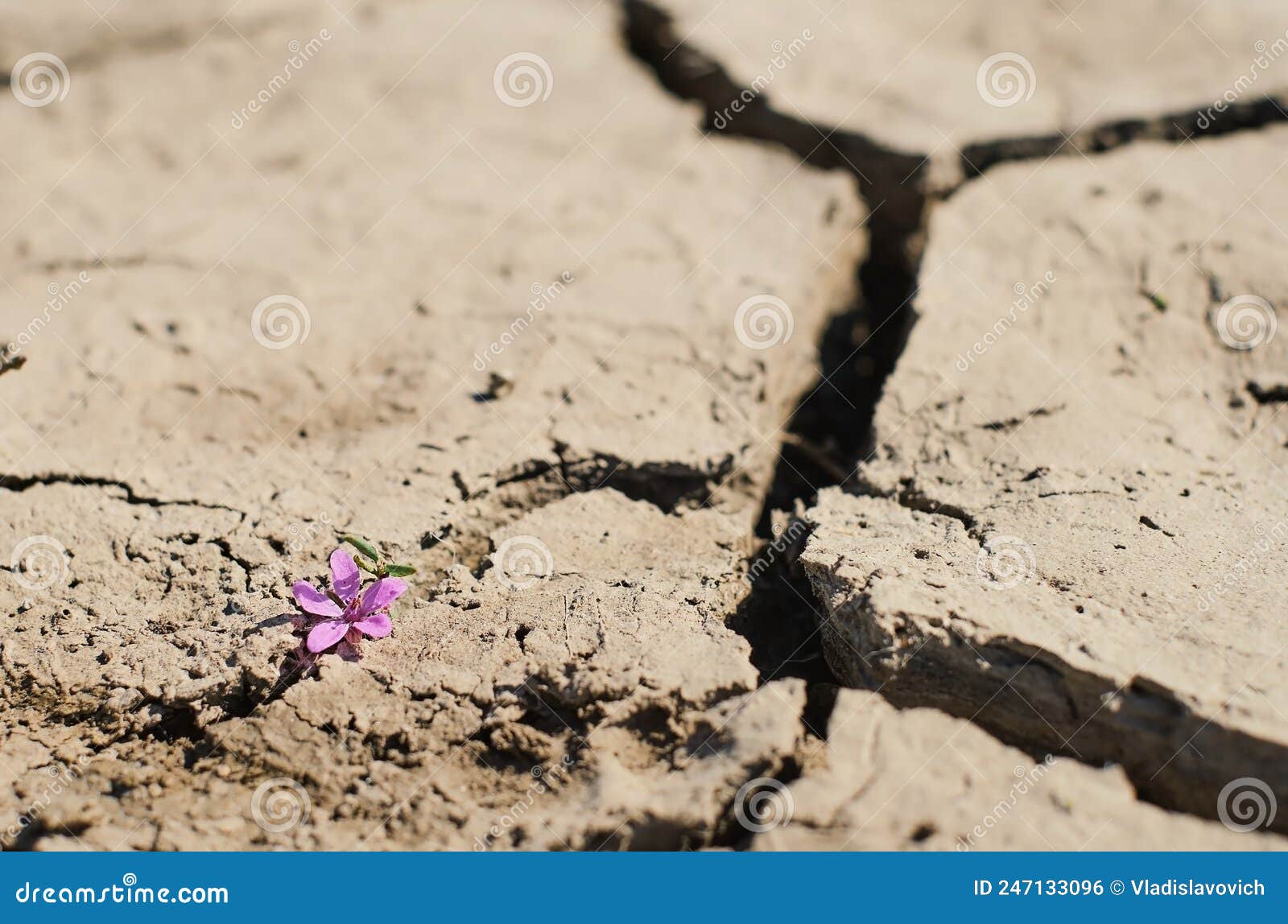 Flower on a Dry, Spoiled Ground, the Concept of Drought or Salinization ...