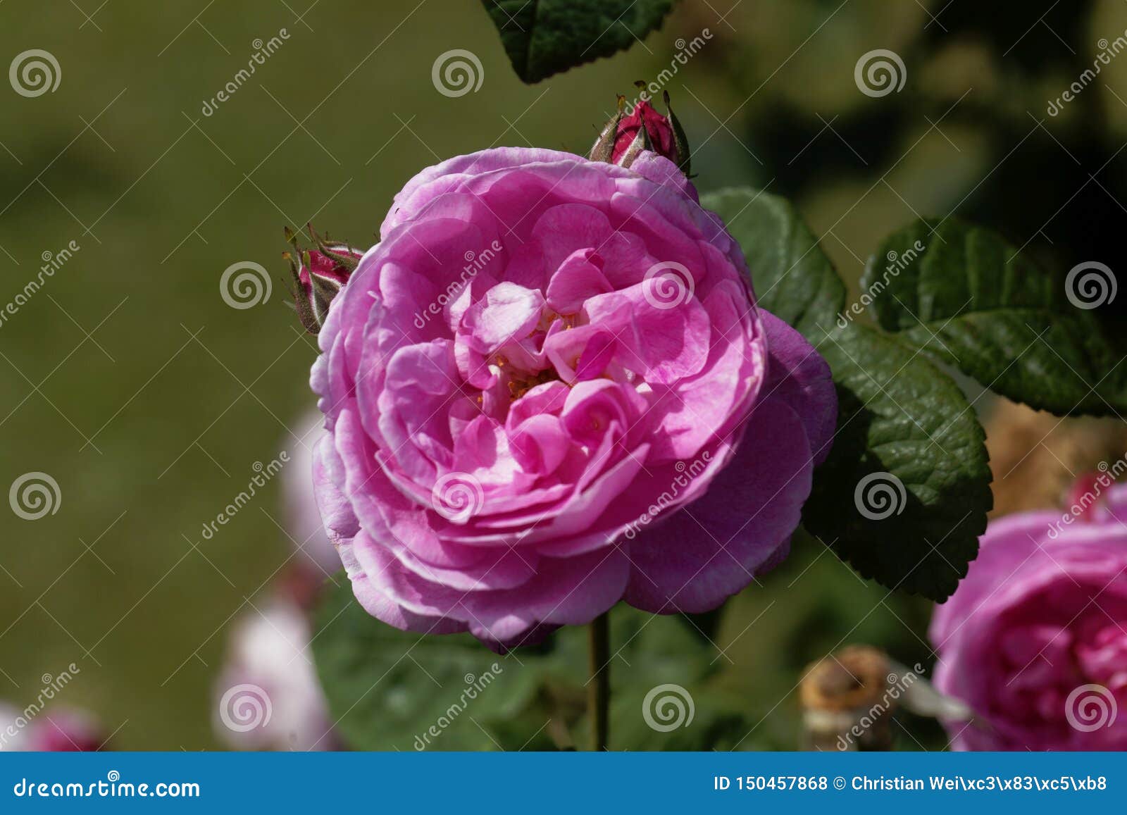 Flower of a Duchesse De Berry Rose Stock Photo - Image of duchesse ...