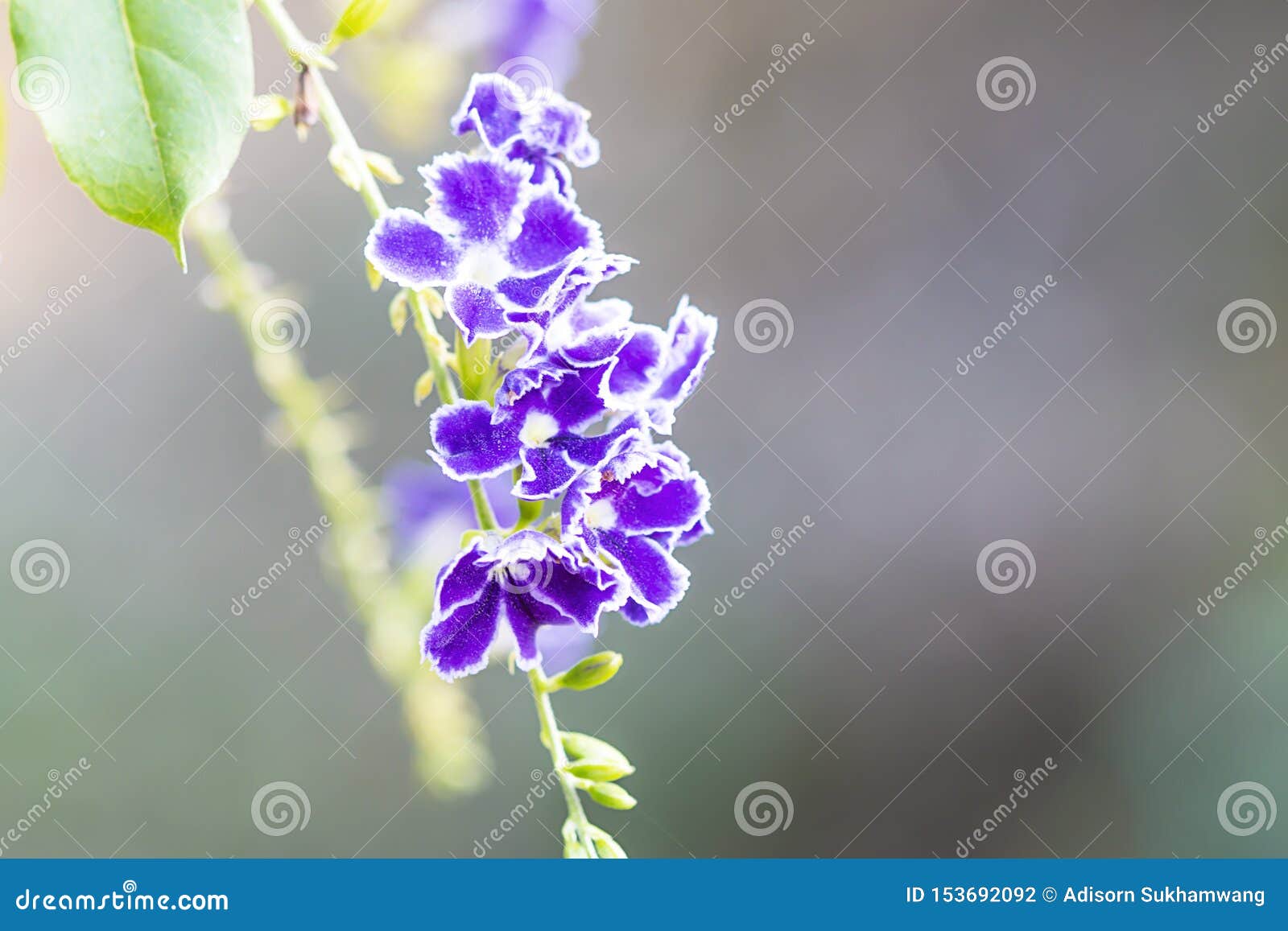 Flower Duranta in the Garden Stock Photo - Image of flowers, erecta ...