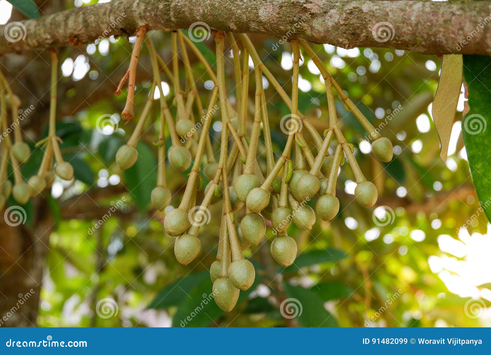 Flower Durian stock image. Image of delicious, cuisine - 91482099