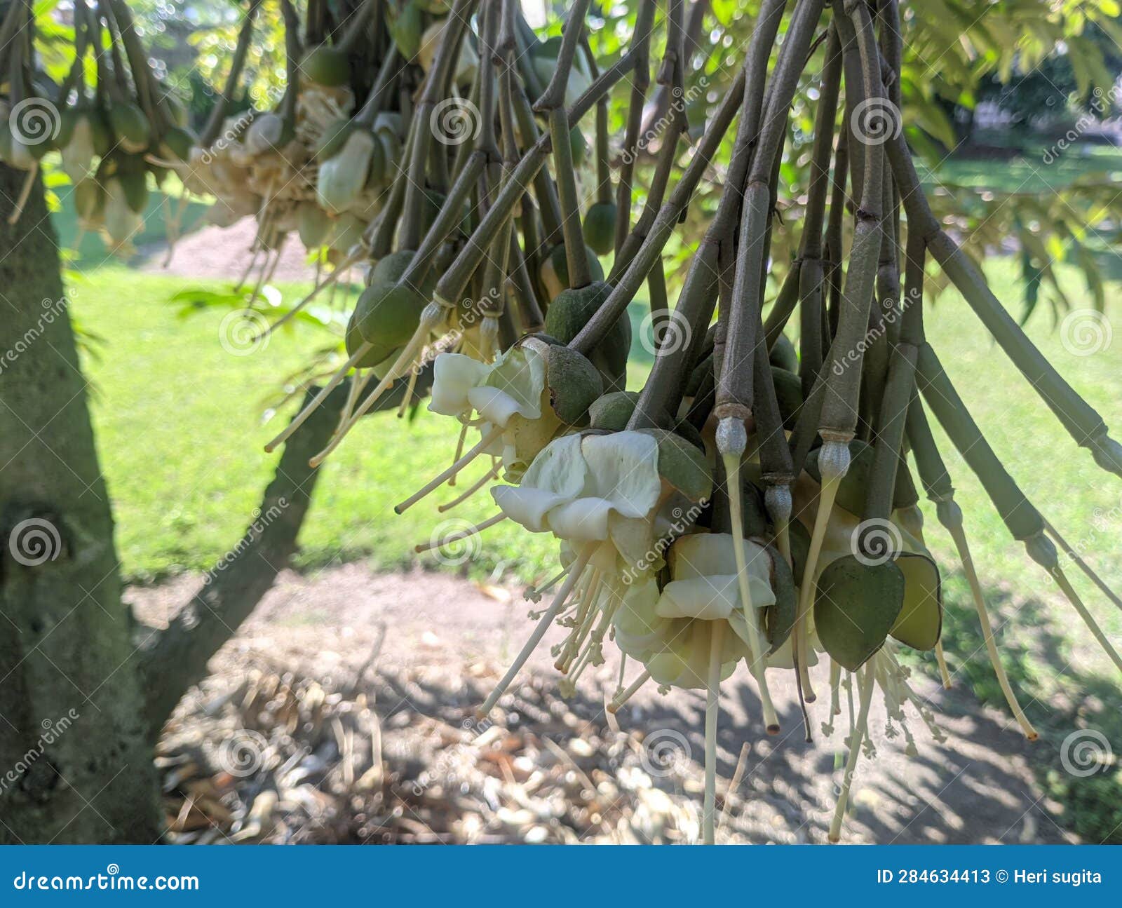 The Flower of the Durian Tree Stock Image - Image of plant, jungle ...