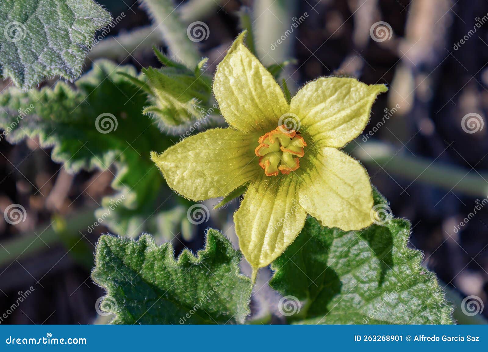 Flower of Ecballium Elaterium, Also Called the Squirting Cucumber or ...