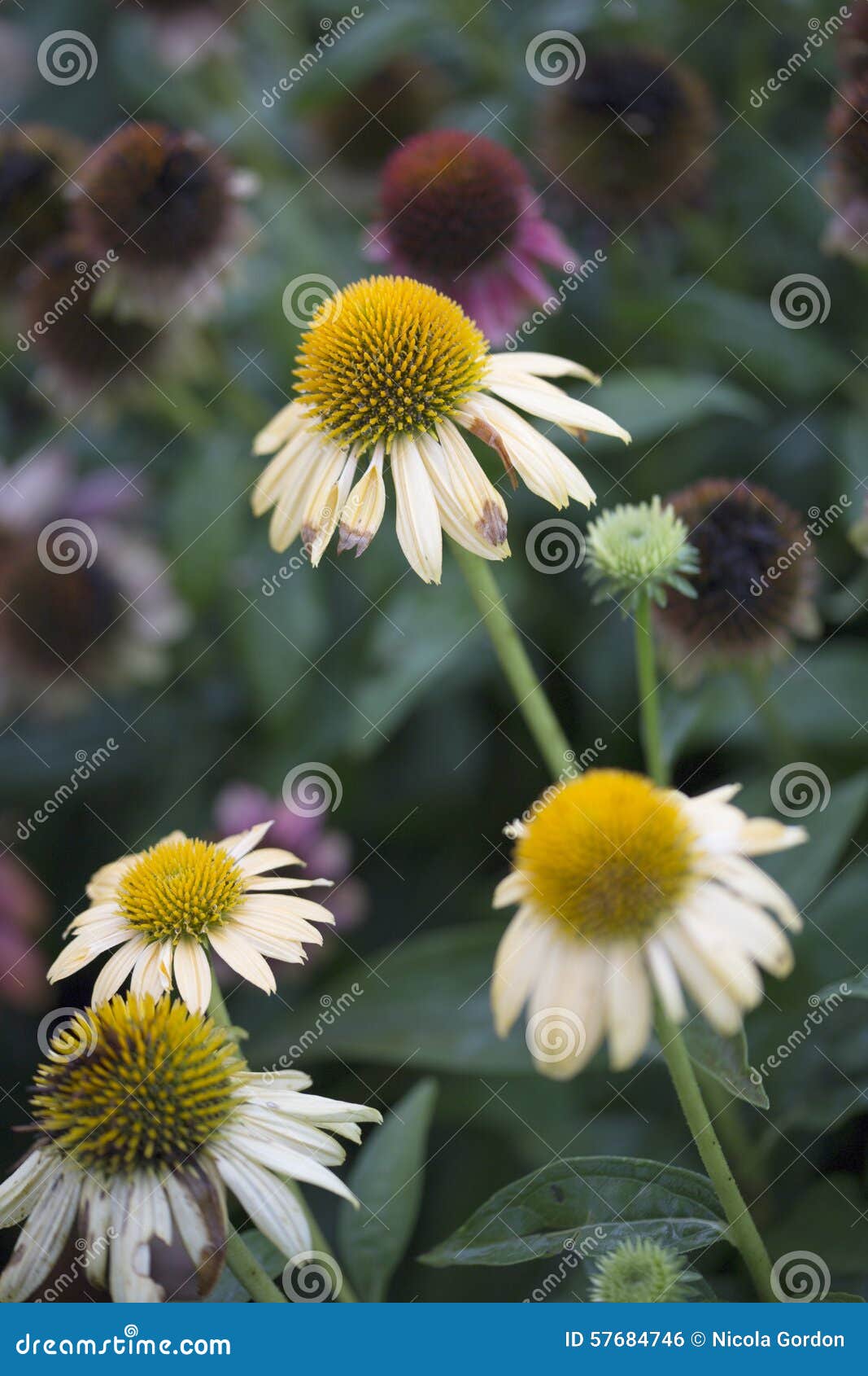 Flower - Echinacea - Cheyenne Spirit Stock Photo - Image of cheyenne ...