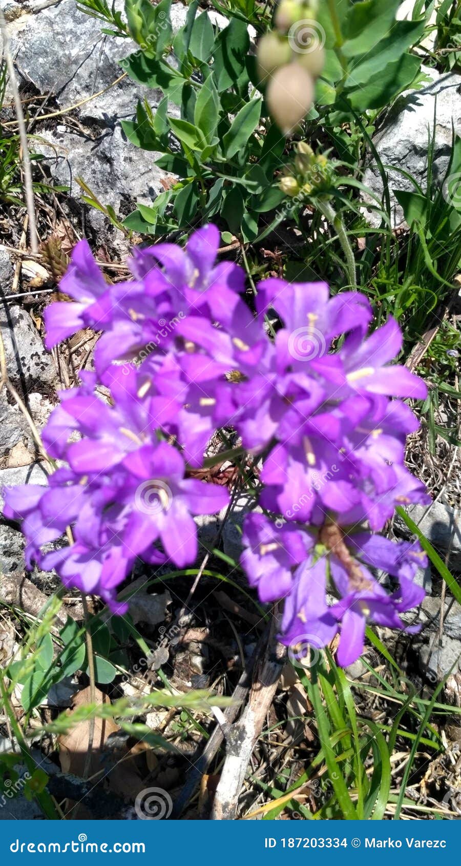 Flower on edge stock photo. Image of nature, meadow - 187203334