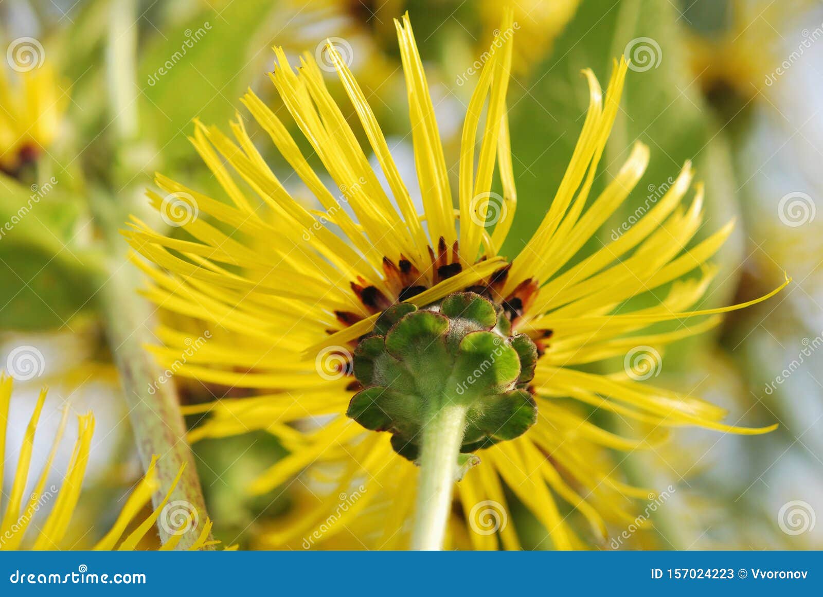 Flower of Elecampane stock image. Image of leaf, macro - 157024223