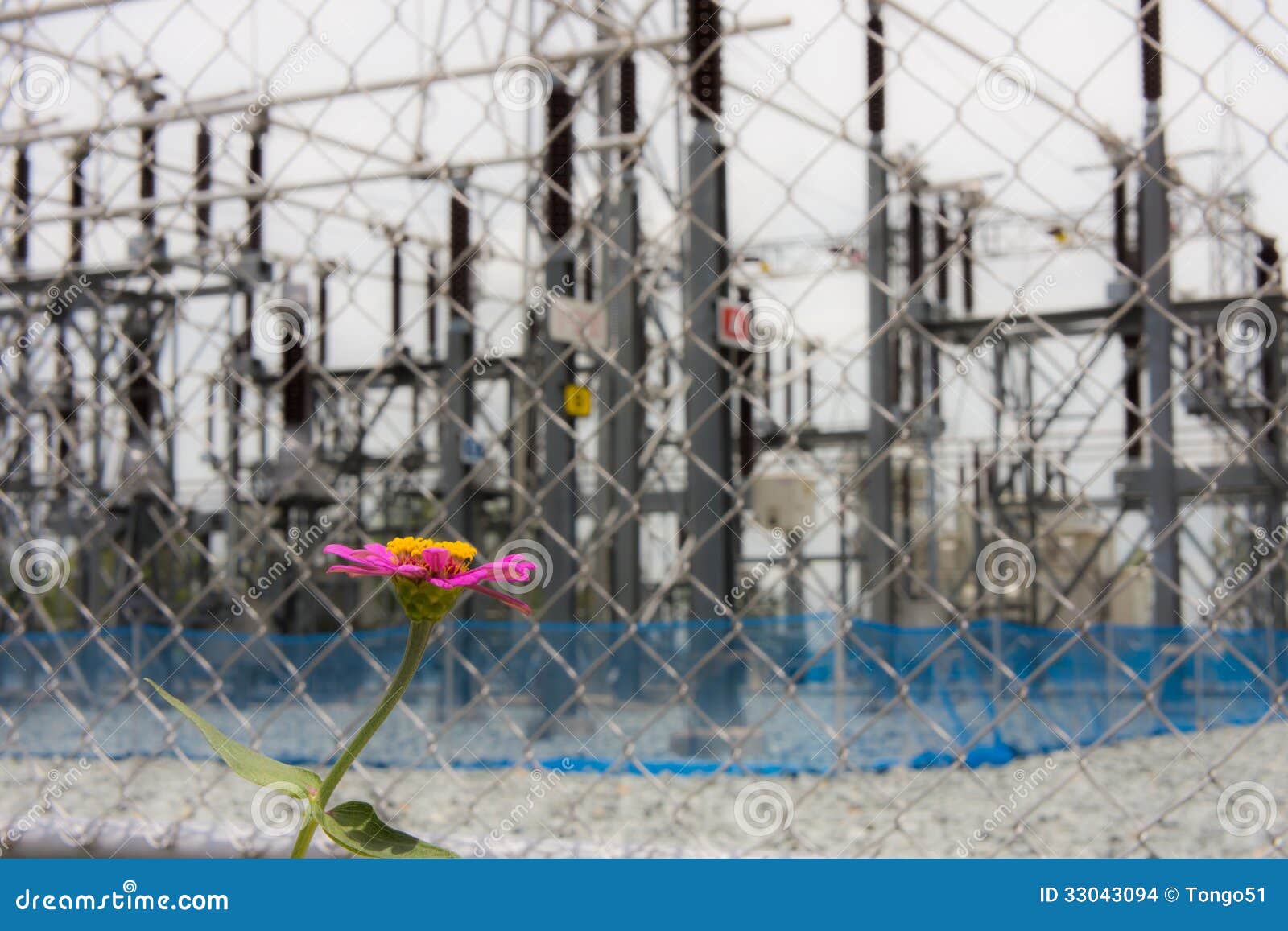 Flower and electric stock photo. Image of power, line - 33043094