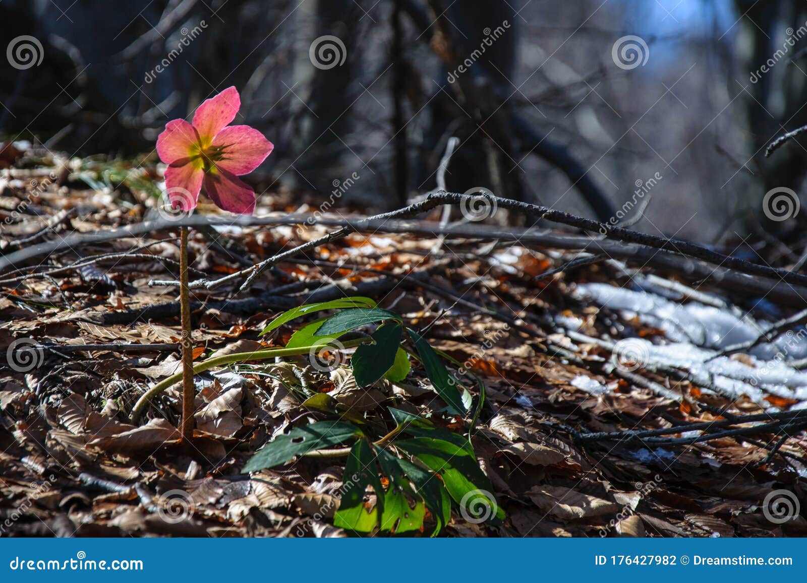 Flower Emerging from the Snow Stock Photo - Image of gardenplaypark ...
