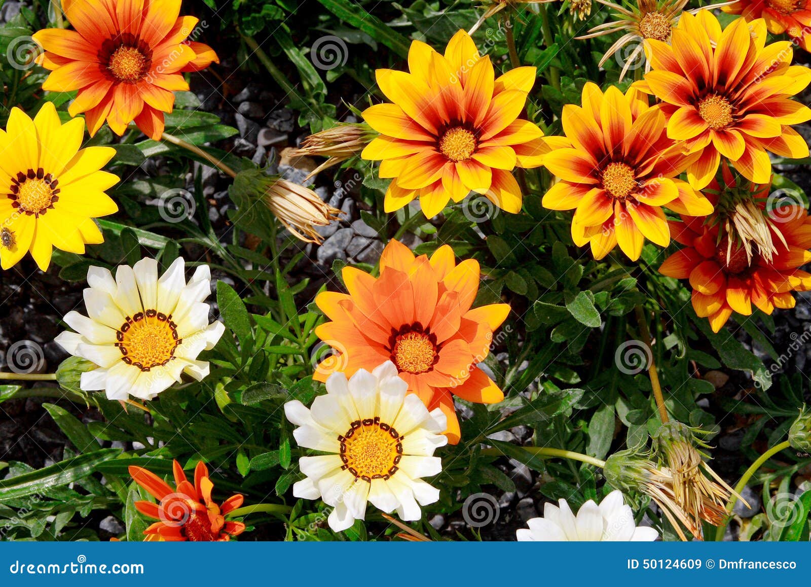Flower Emilia Romagna Italy Stock Image - Image of floral, gerbera ...