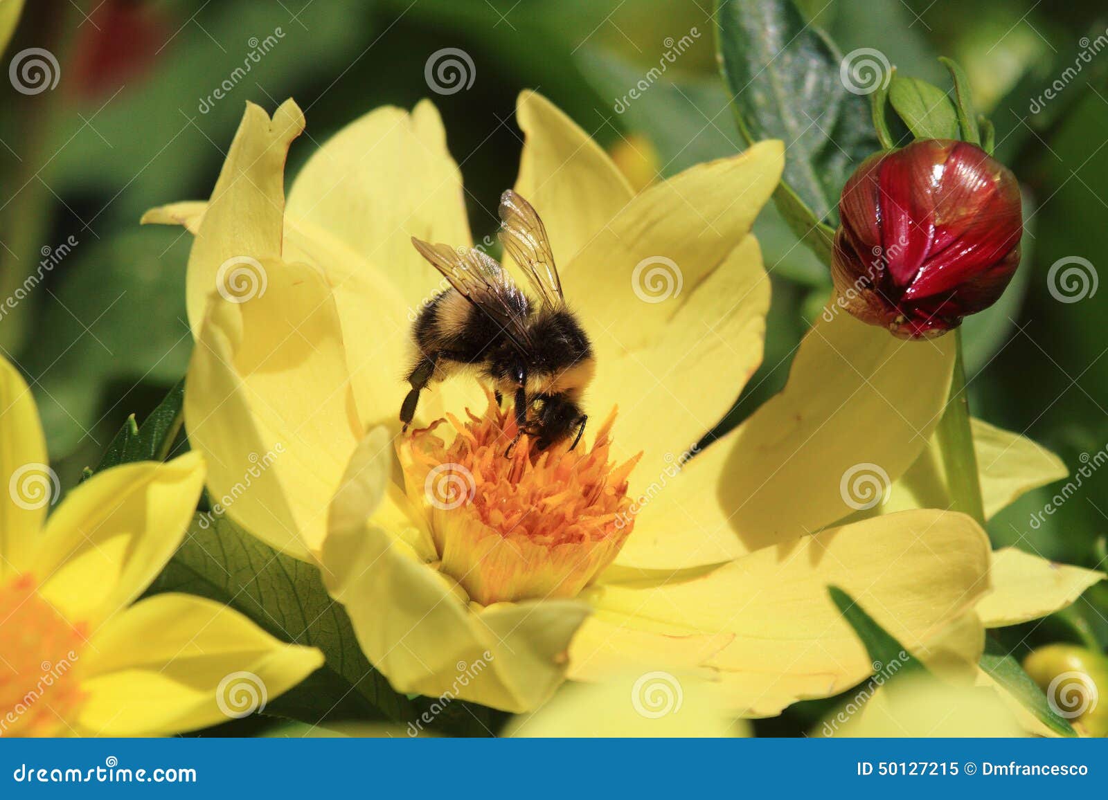 Flower Emilia Romagna Italy Stock Image - Image of blooming, decoration ...