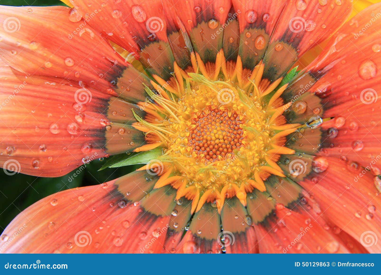 Flower Emilia Romagna Italy Stock Image - Image of clipping, bloom ...