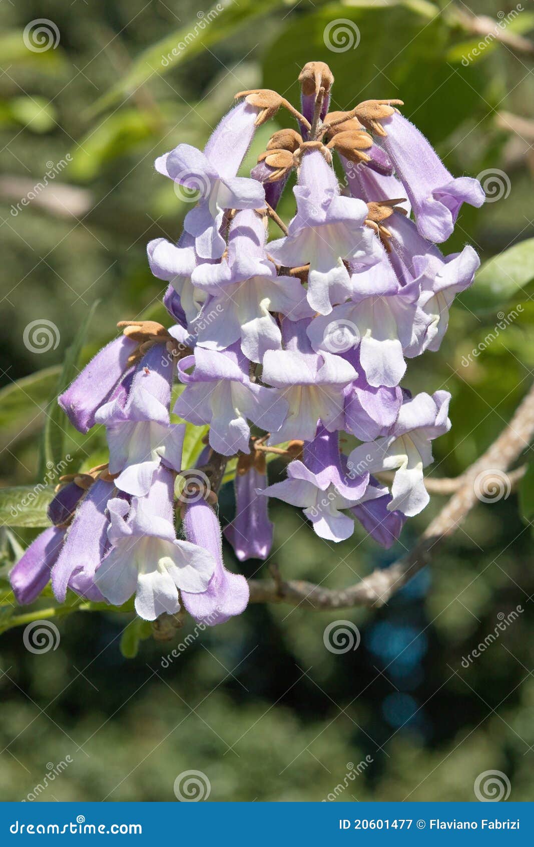 Flower of Empress Tree, Paulownia Tomentosa Stock Image - Image of ...