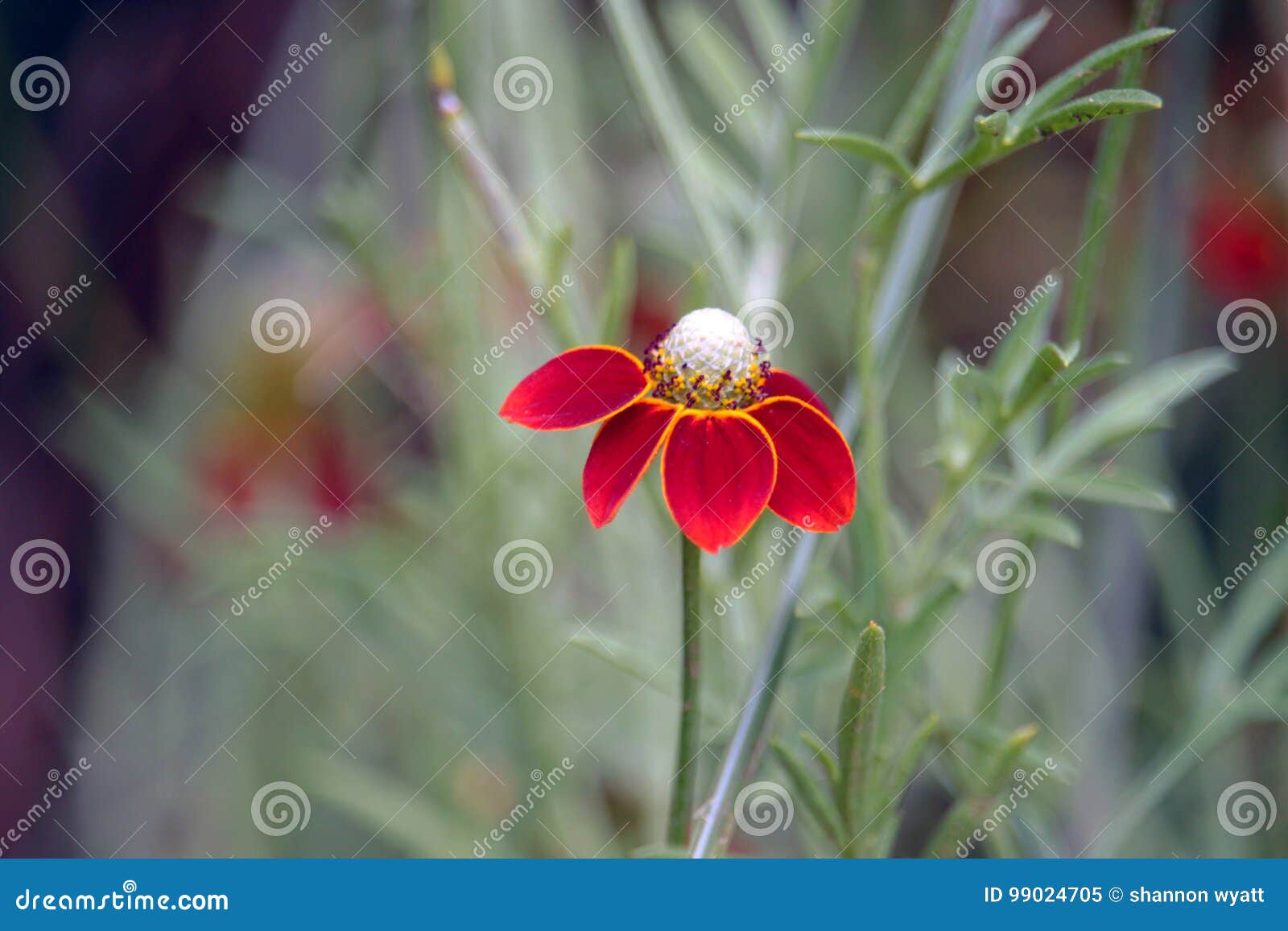 End of Summer stock image. Image of yellow, petalsn, flower - 99024705