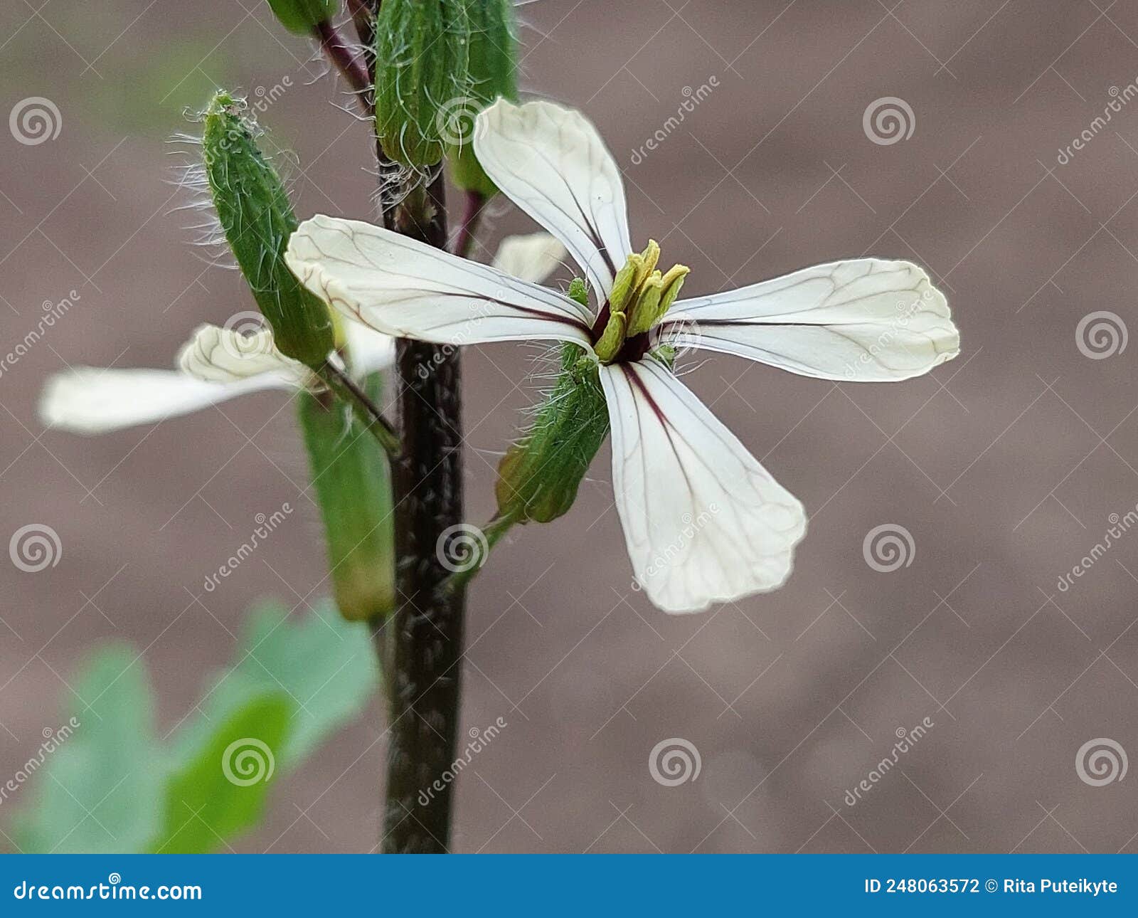 Flower of Eruca Sativa stock photo. Image of vesicaria - 248063572