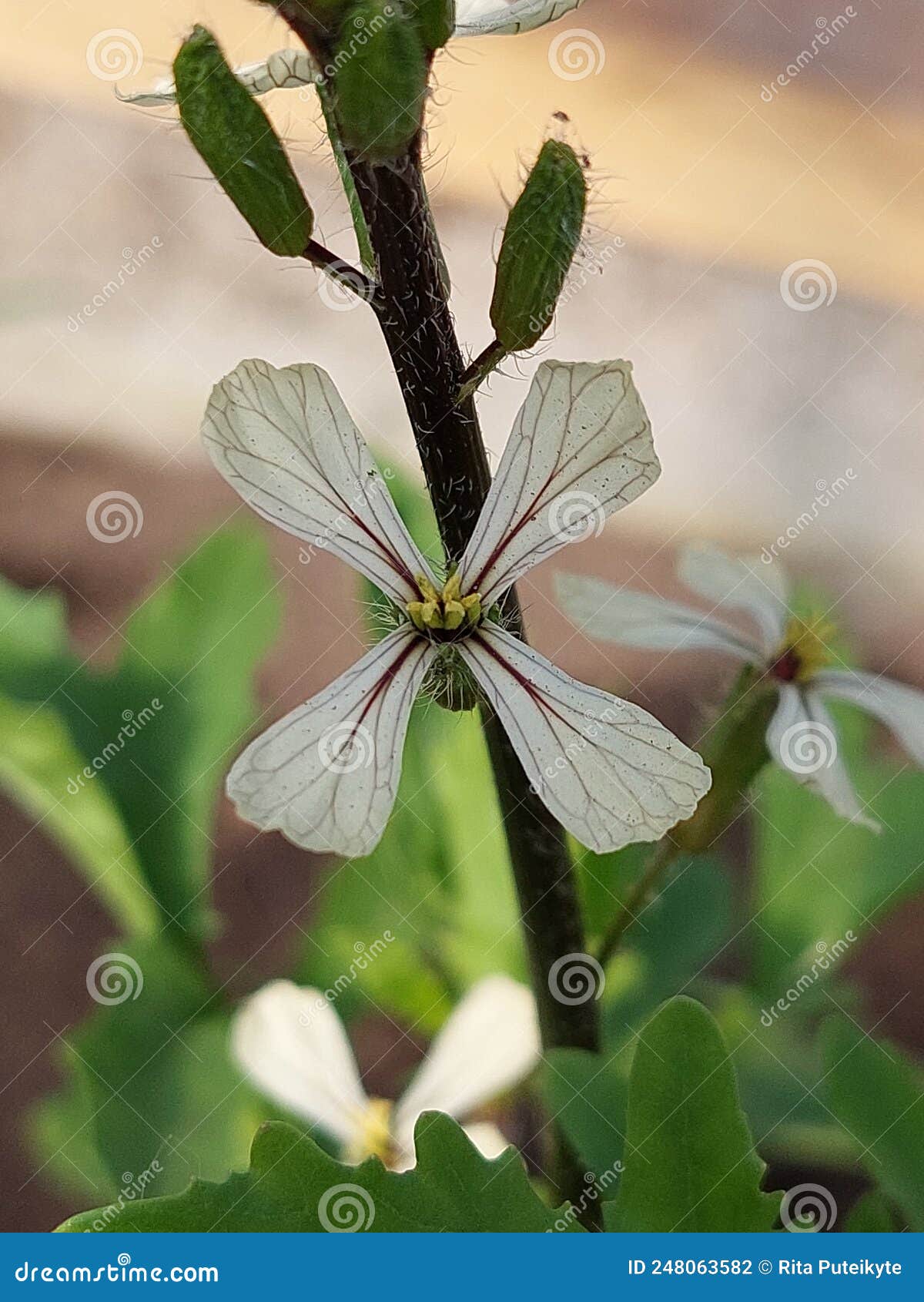 Flower of Eruca Sativa stock photo. Image of vesicaria - 248063582