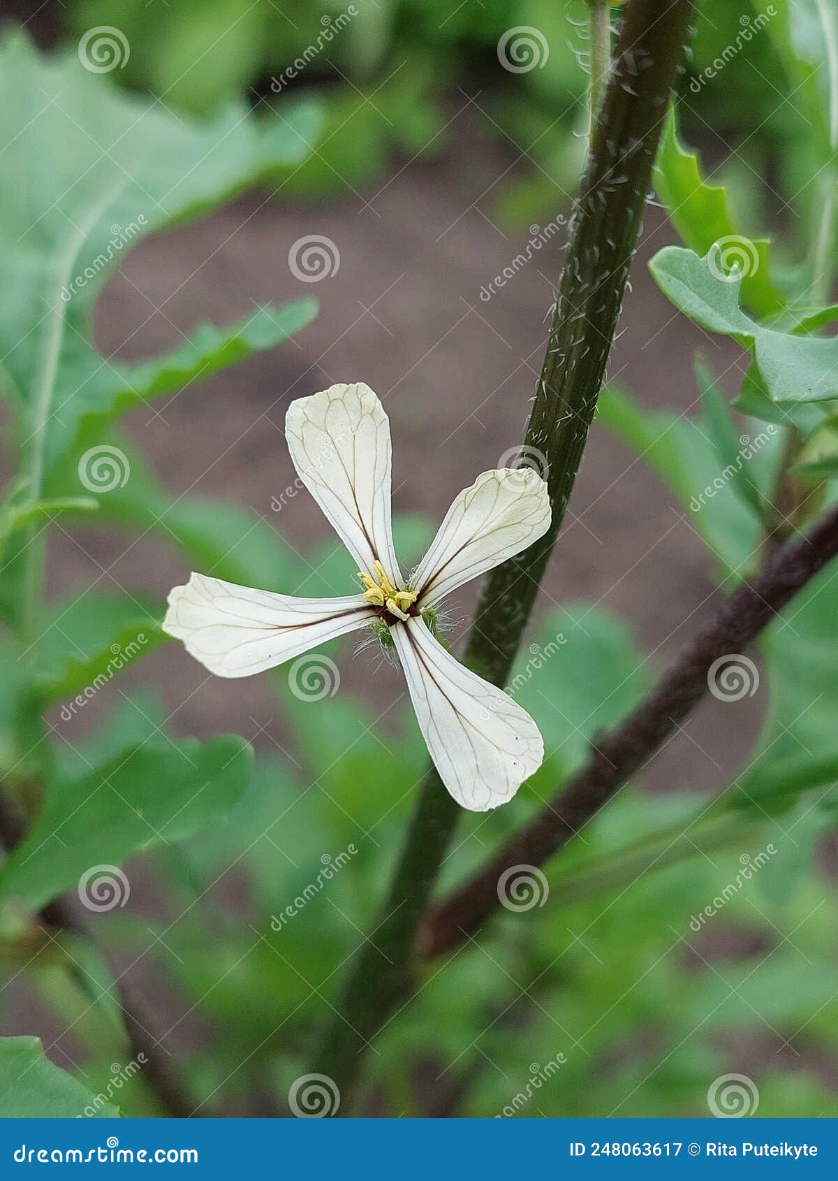 Flower of Eruca Sativa stock image. Image of eruca, component - 248063617