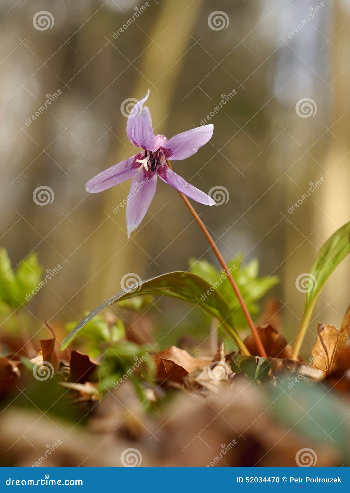 Flower Erythronium Dens-canis Stock Photo - Image of field, pretty ...