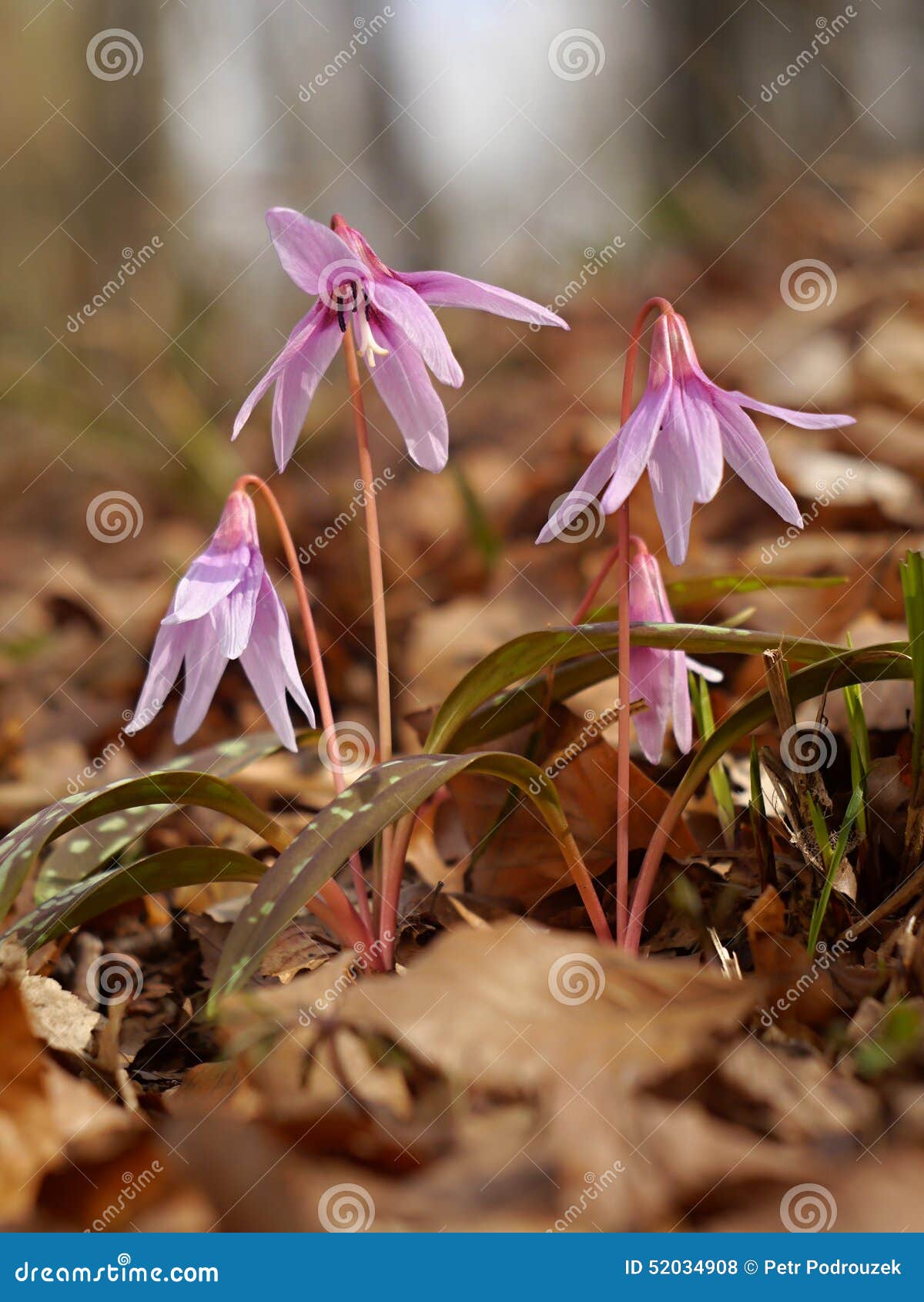 Flower Erythronium Dens-canis Stock Photo - Image of flower, botany ...