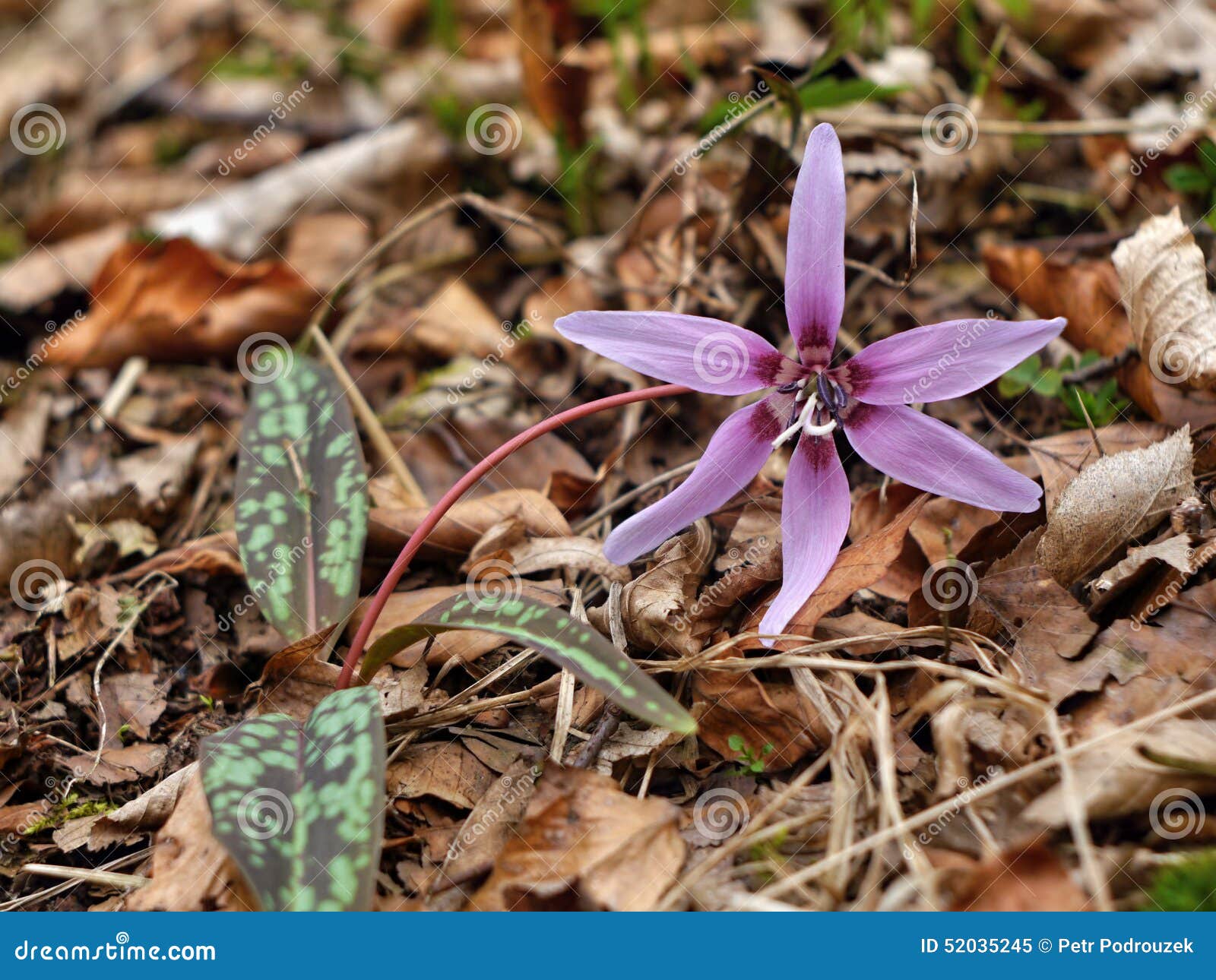 Flower Erythronium Dens-canis Stock Image - Image of dogtooth, blossom ...