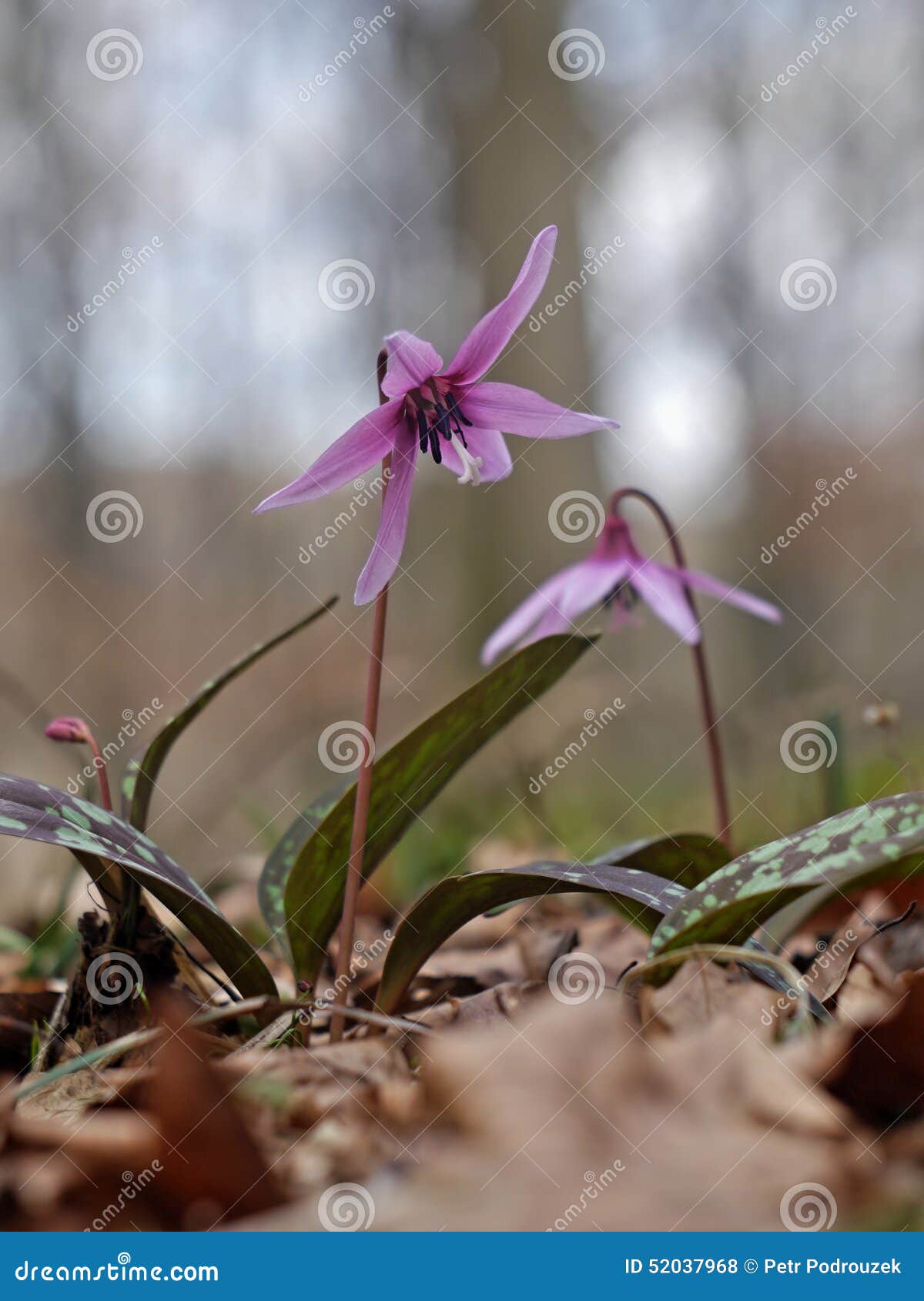 Flower Erythronium Dens-canis Stock Photo - Image of pretty, botany ...