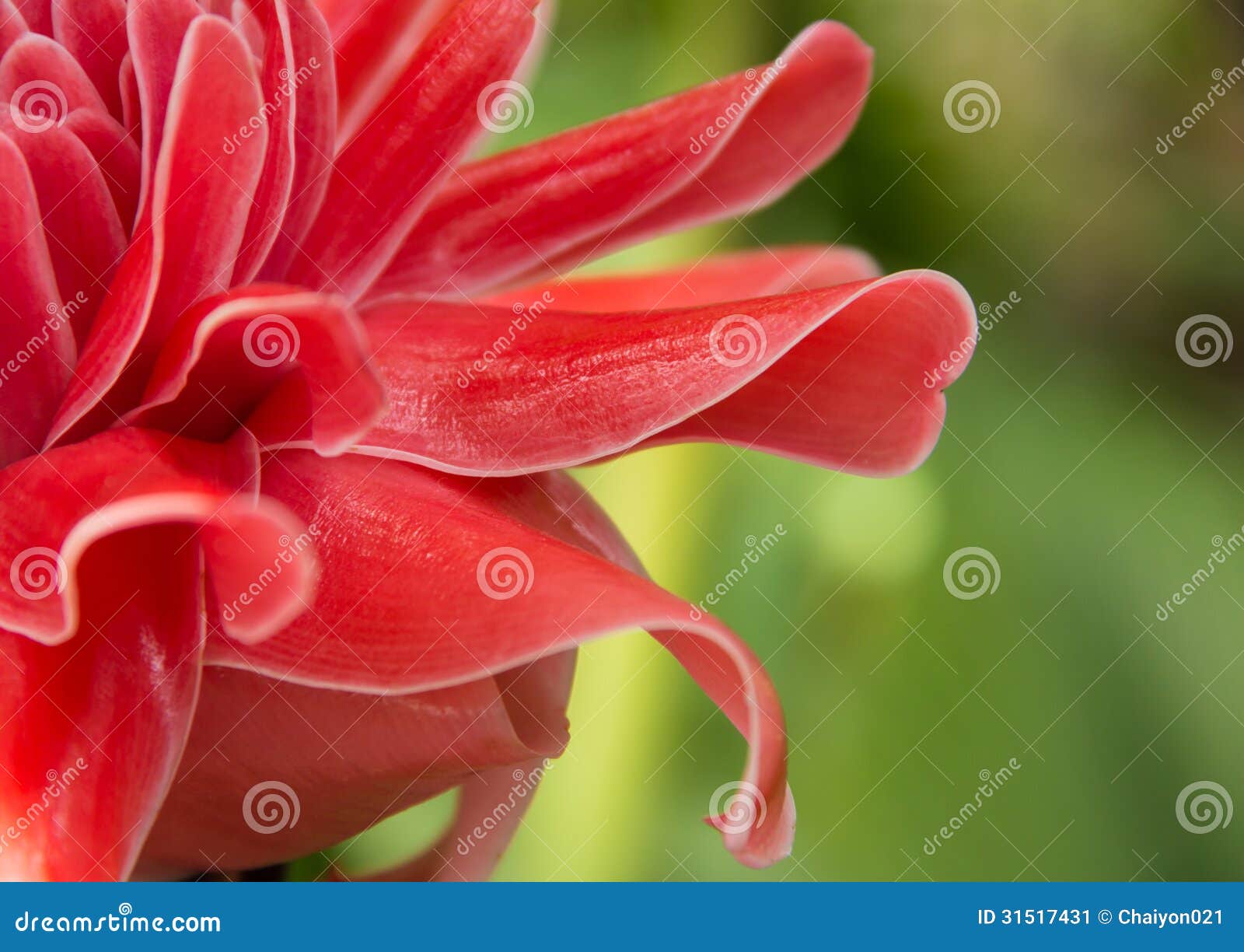 FLOWER ETLINGERA ELATIOR stock image. Image of closeup - 31517431