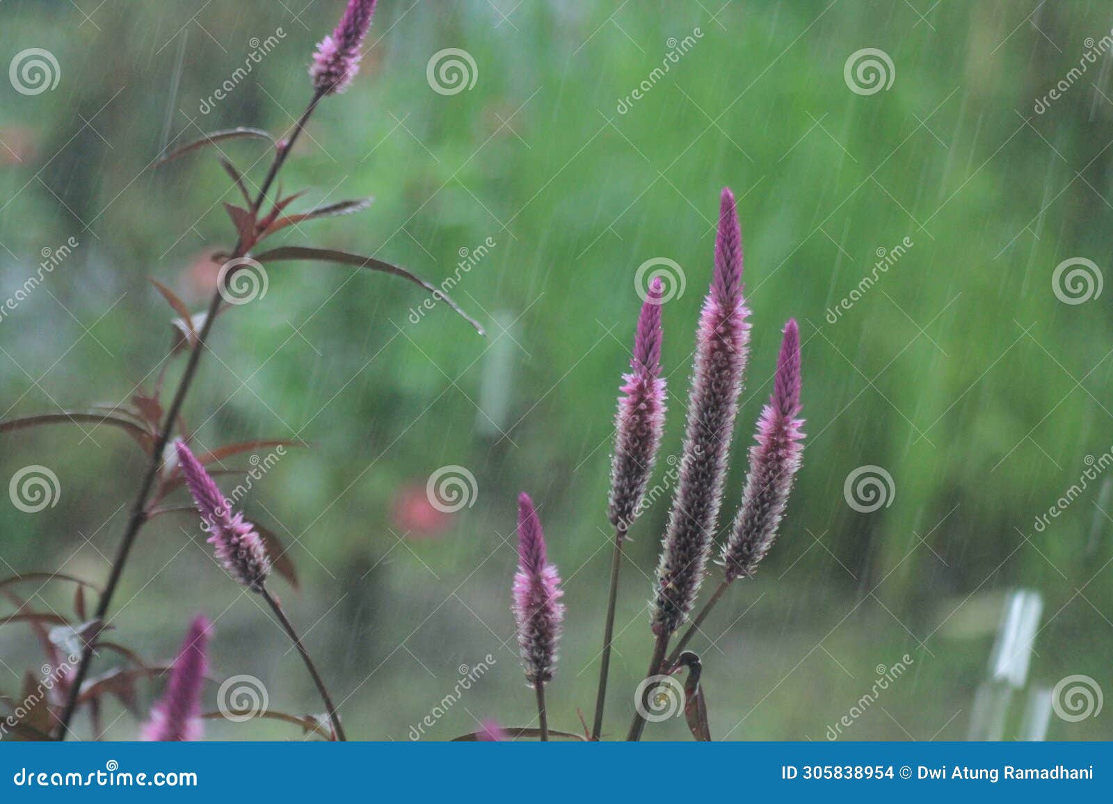 Flower Every Rain from Indonesian Country Stock Photo - Image of ...