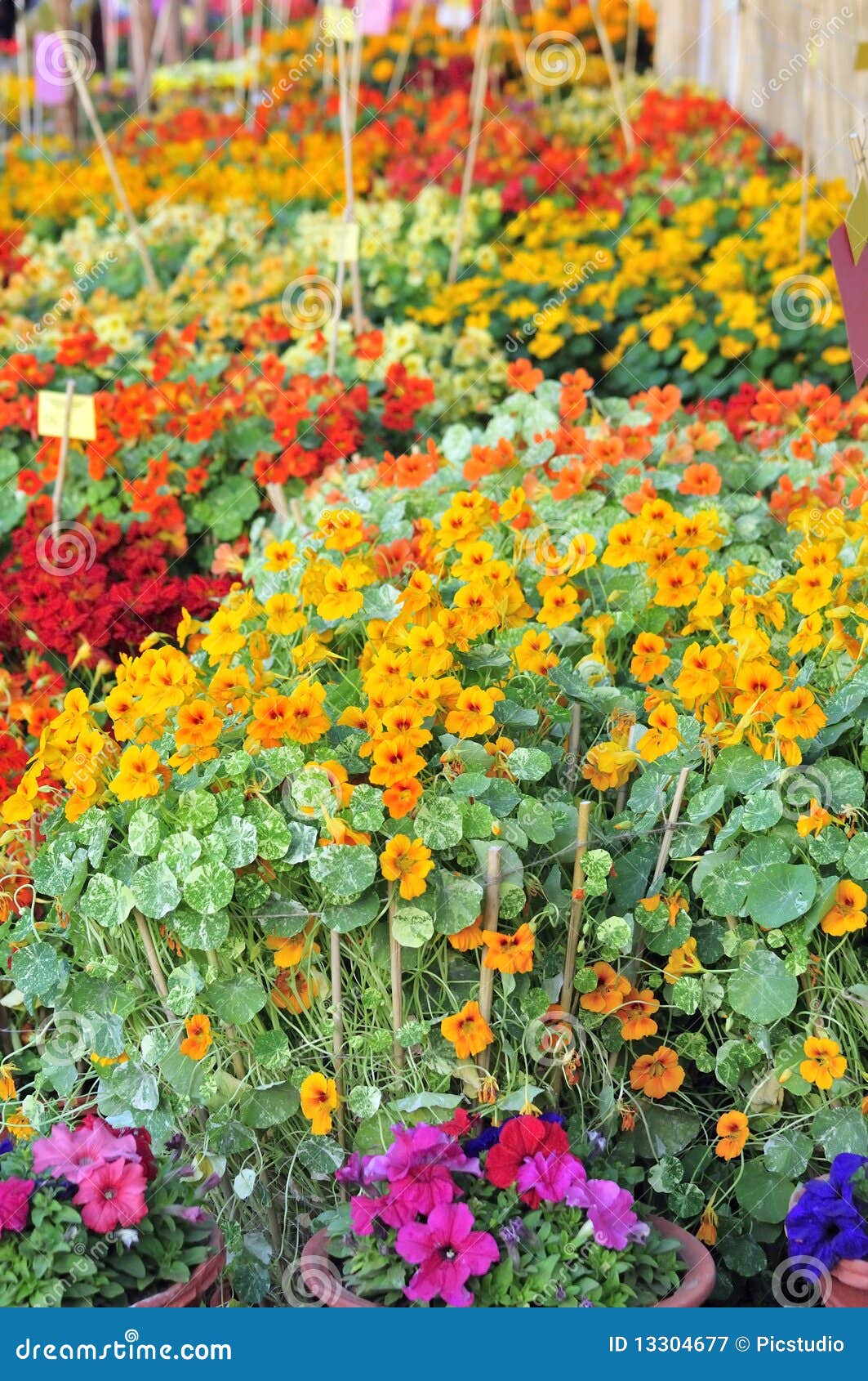 Flower exhibition stock image. Image of purple, field - 13304677