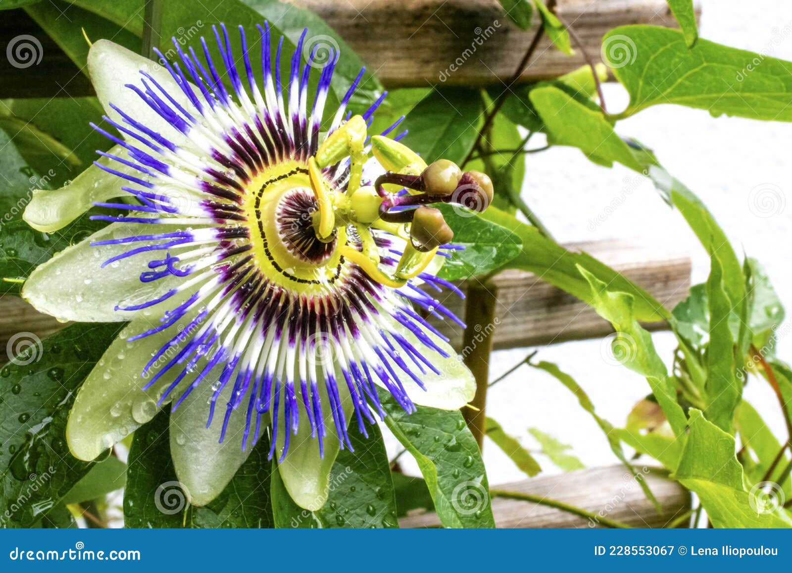 Close Up of a Passion Flower Passiflora Caerulea Stock Image - Image of ...
