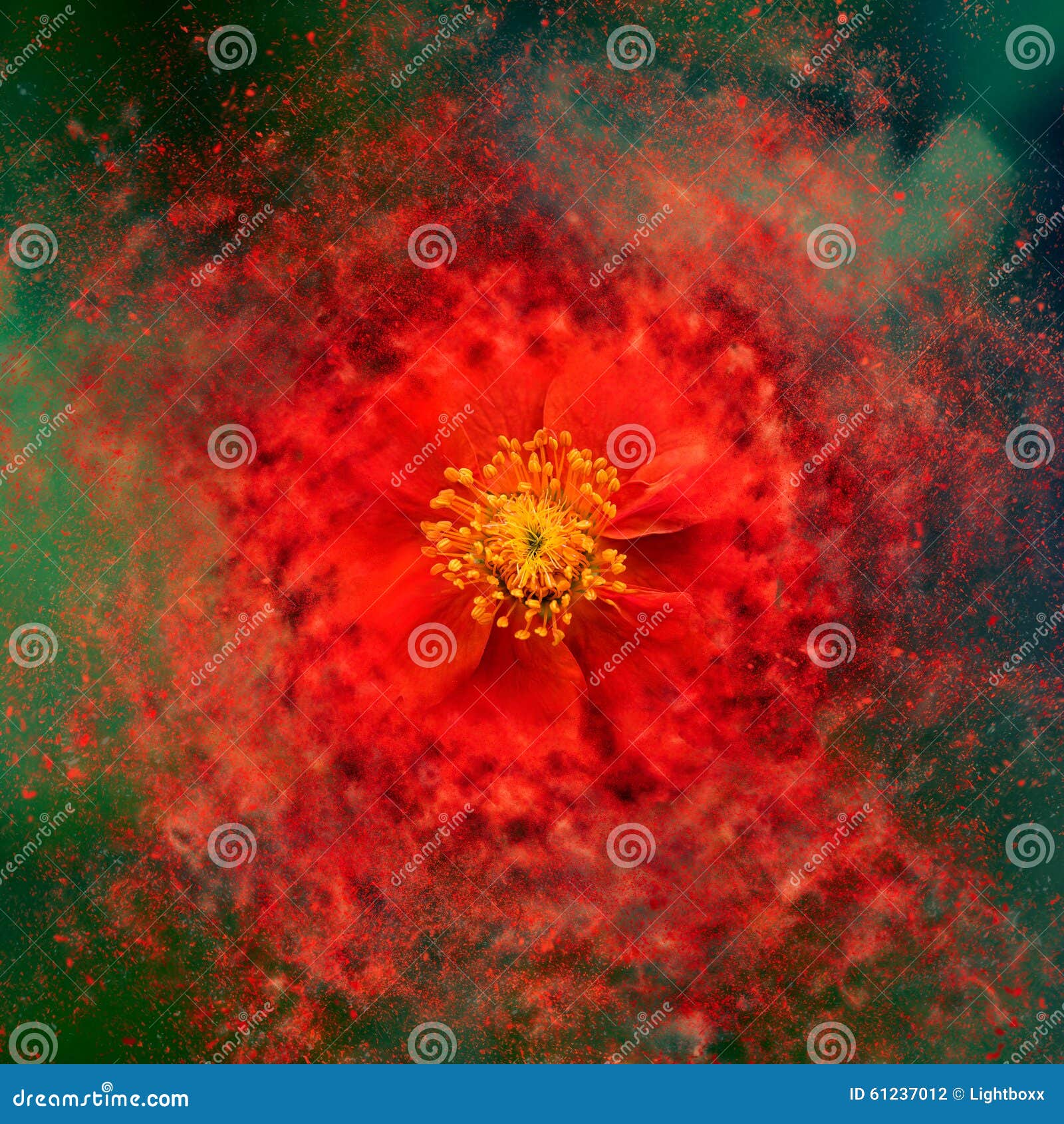Flower - Exploding Royalty-Free Stock Image | CartoonDealer.com #61237012