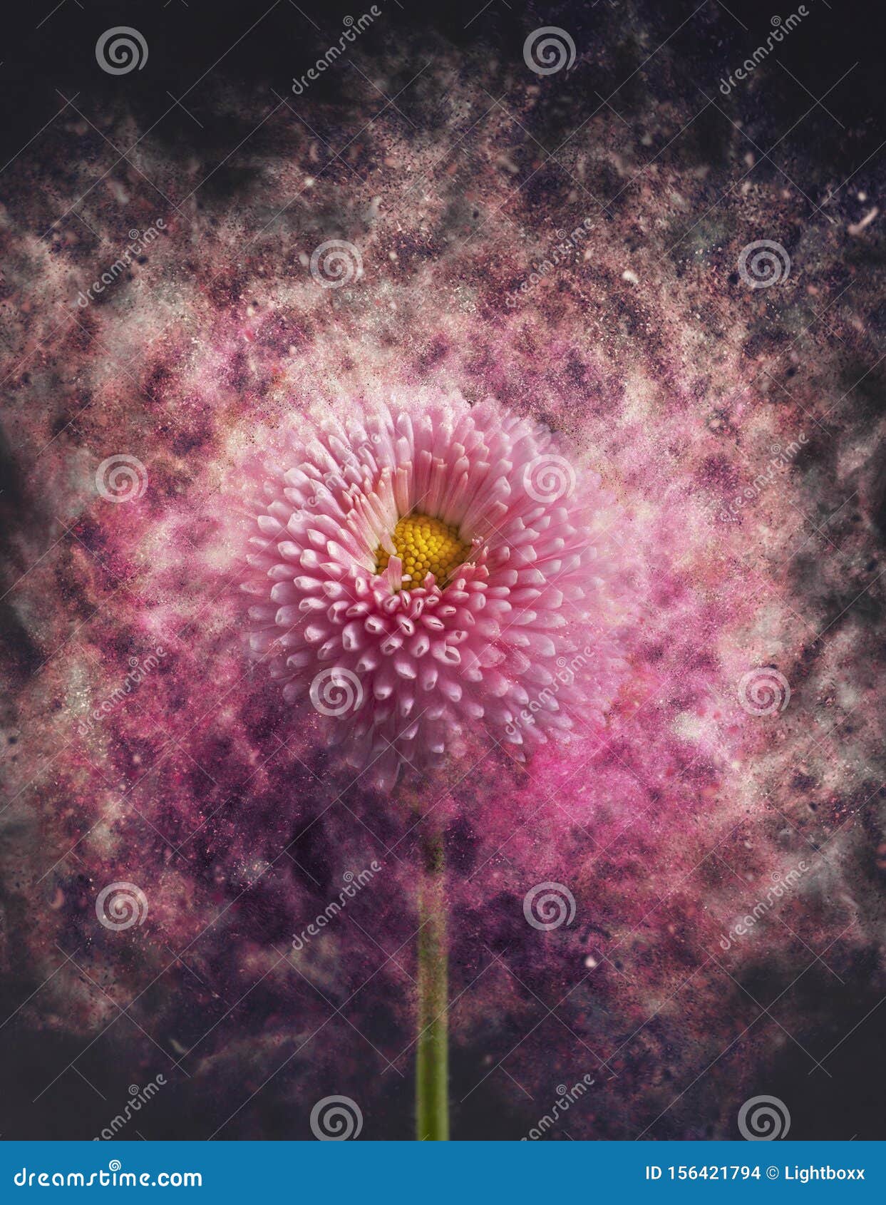 Flower Exploding into Particles Stock Photo - Image of flowers, powder ...