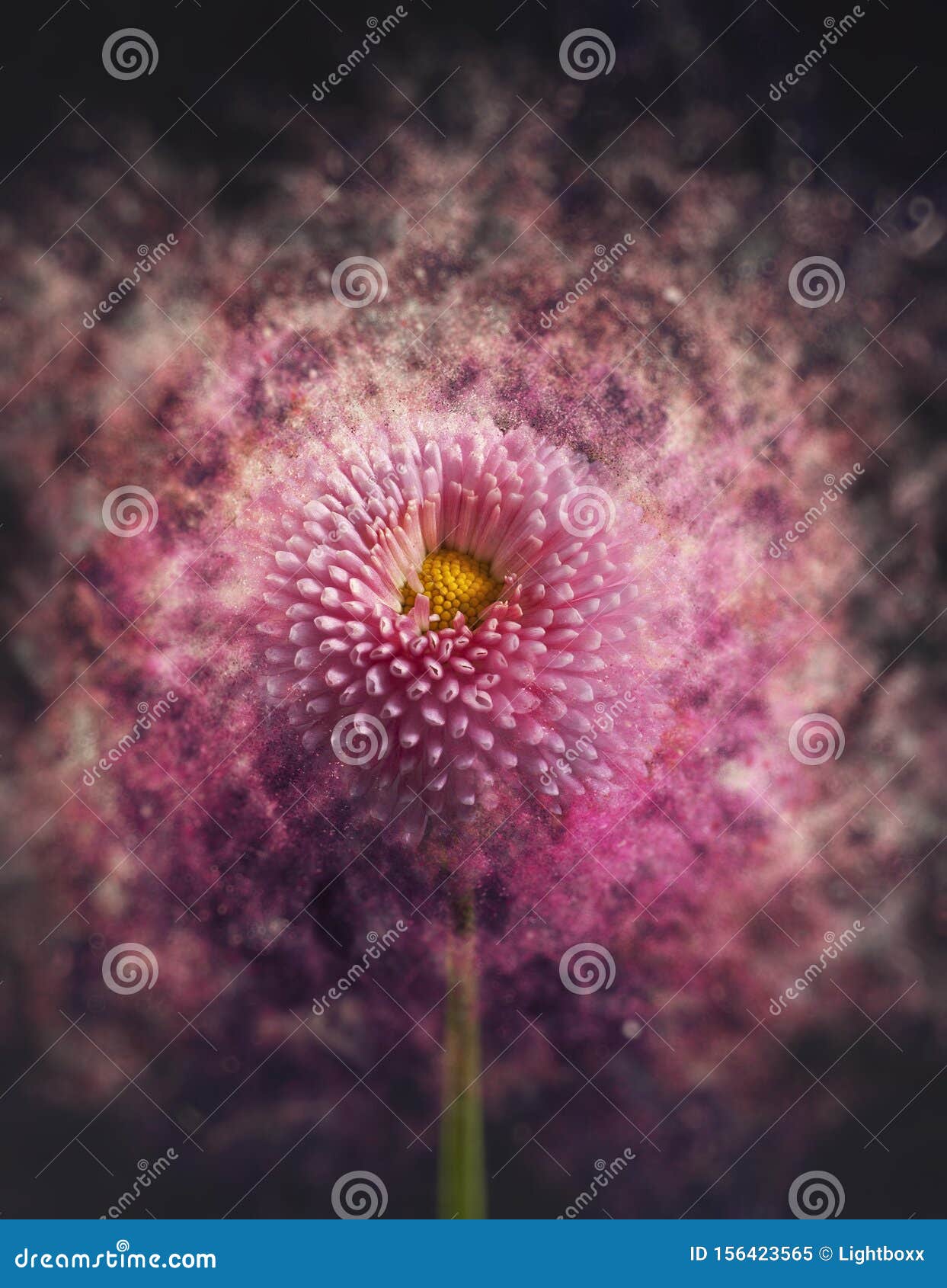 Flower Exploding into Particles Stock Image - Image of flowers ...