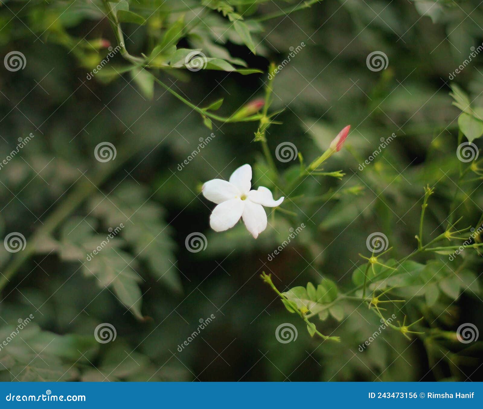Flower Expressing Nature and Colors Stock Photo - Image of unique ...