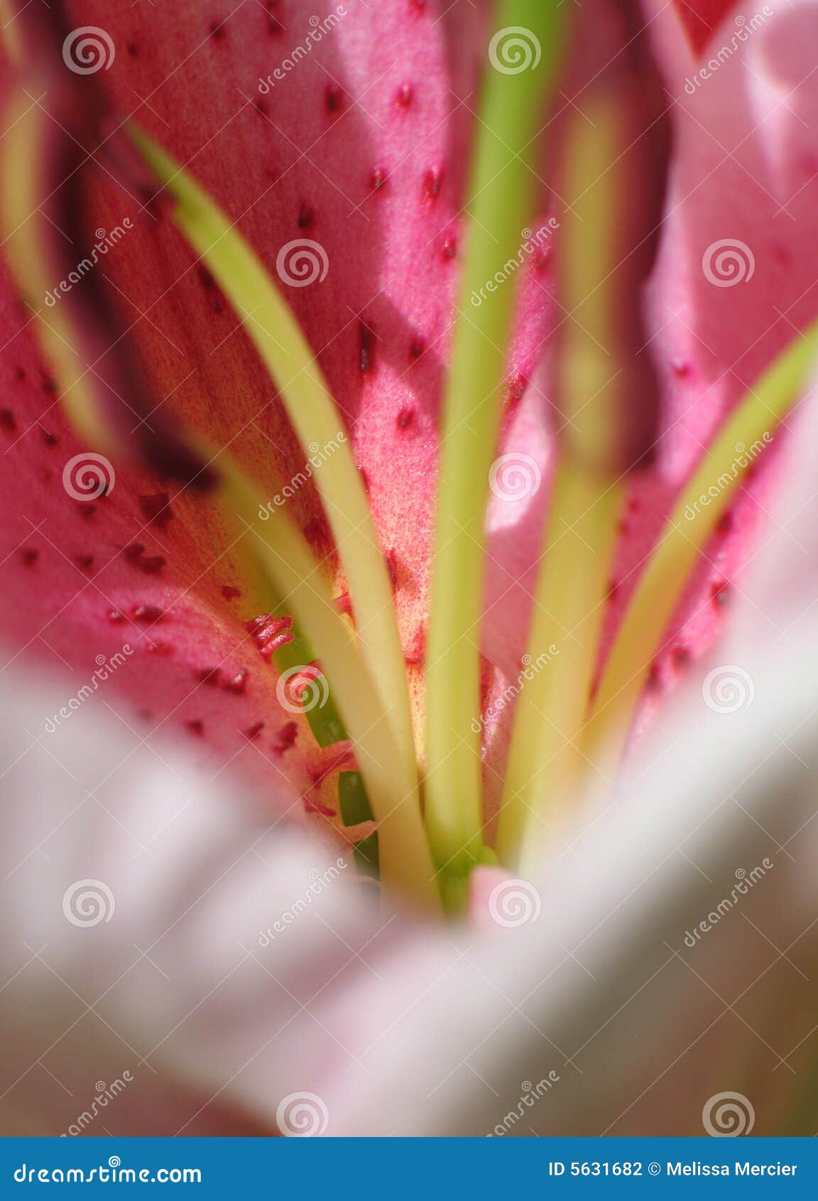 Flower extreme close-up stock photo. Image of male, bouquet - 5631682
