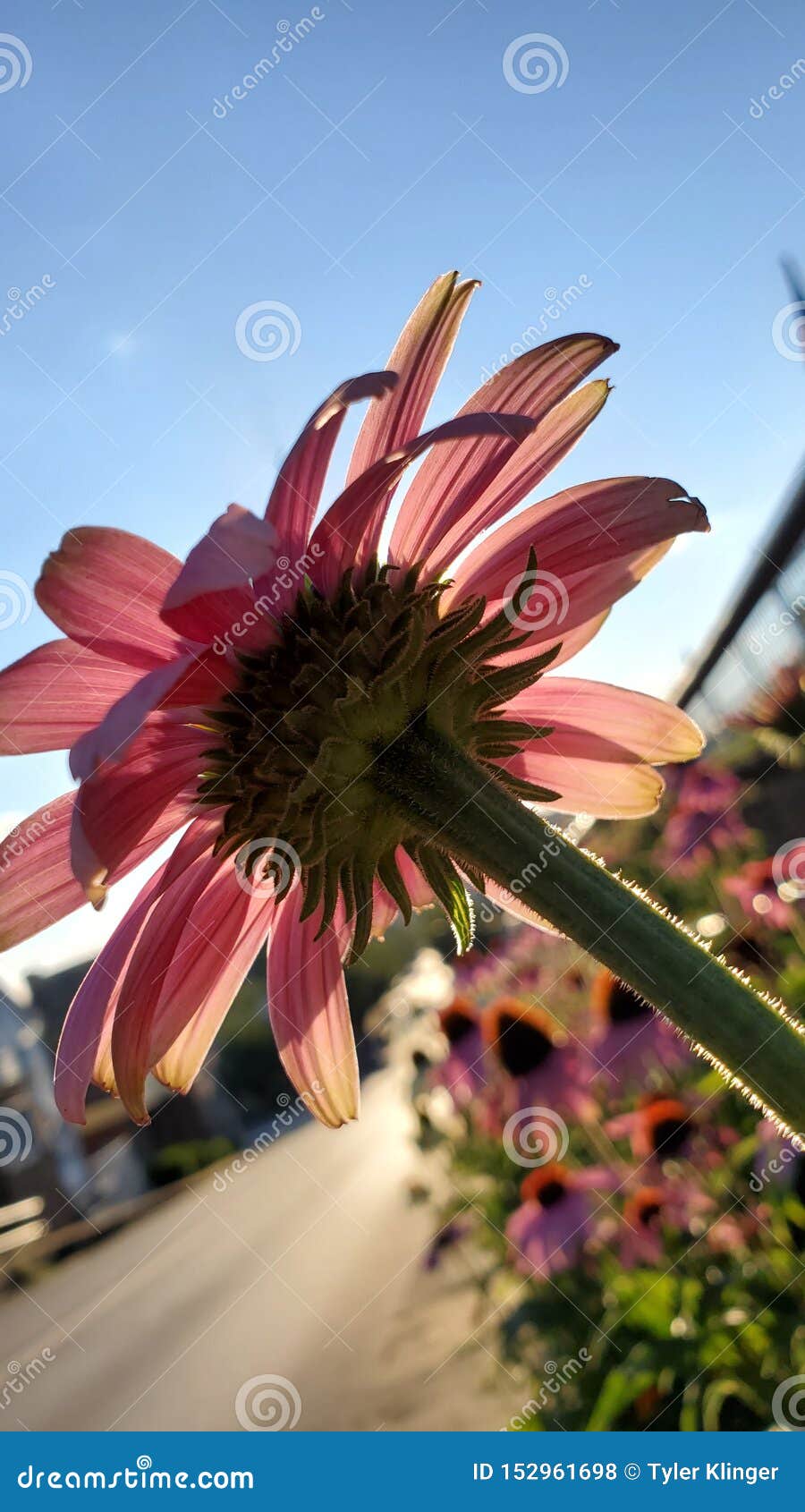 Flower Facing the Sky stock photo. Image of sidewalk - 152961698